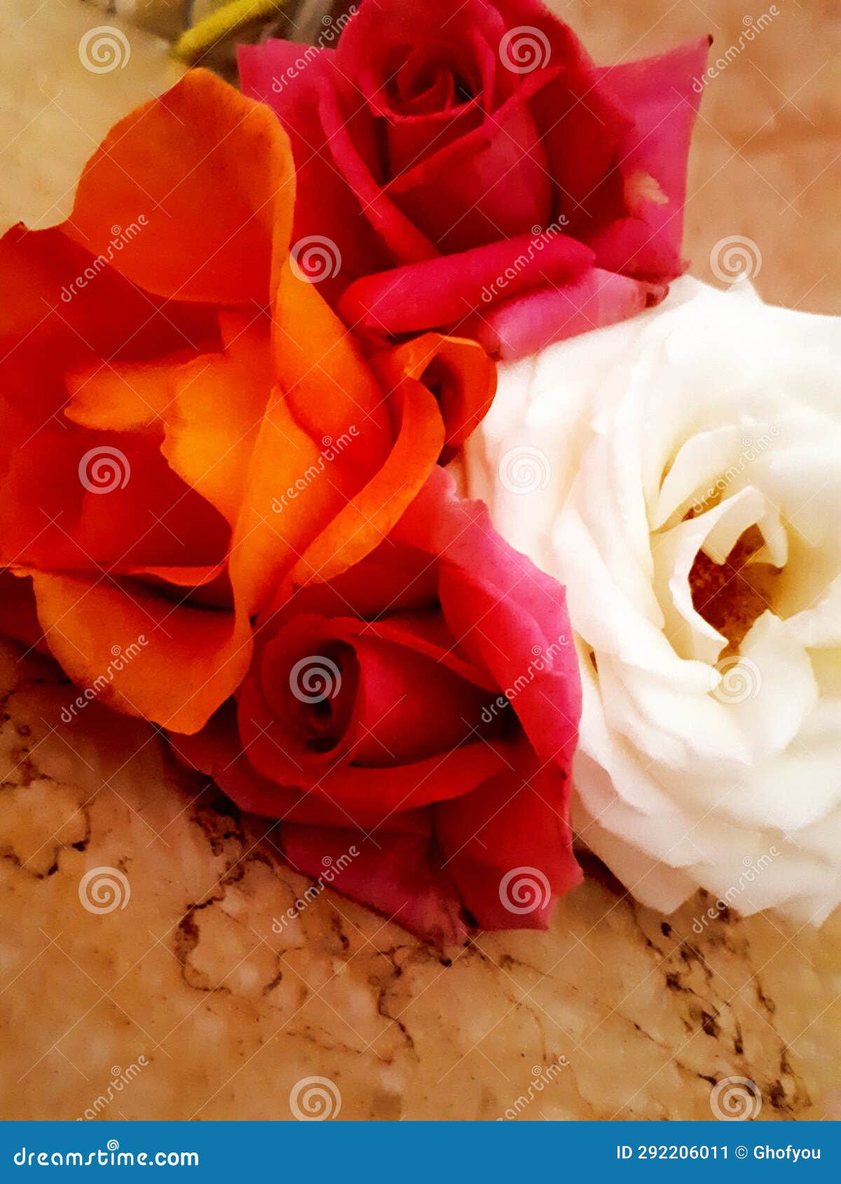 Roses in different colors stock image. Image of flower - 292206011