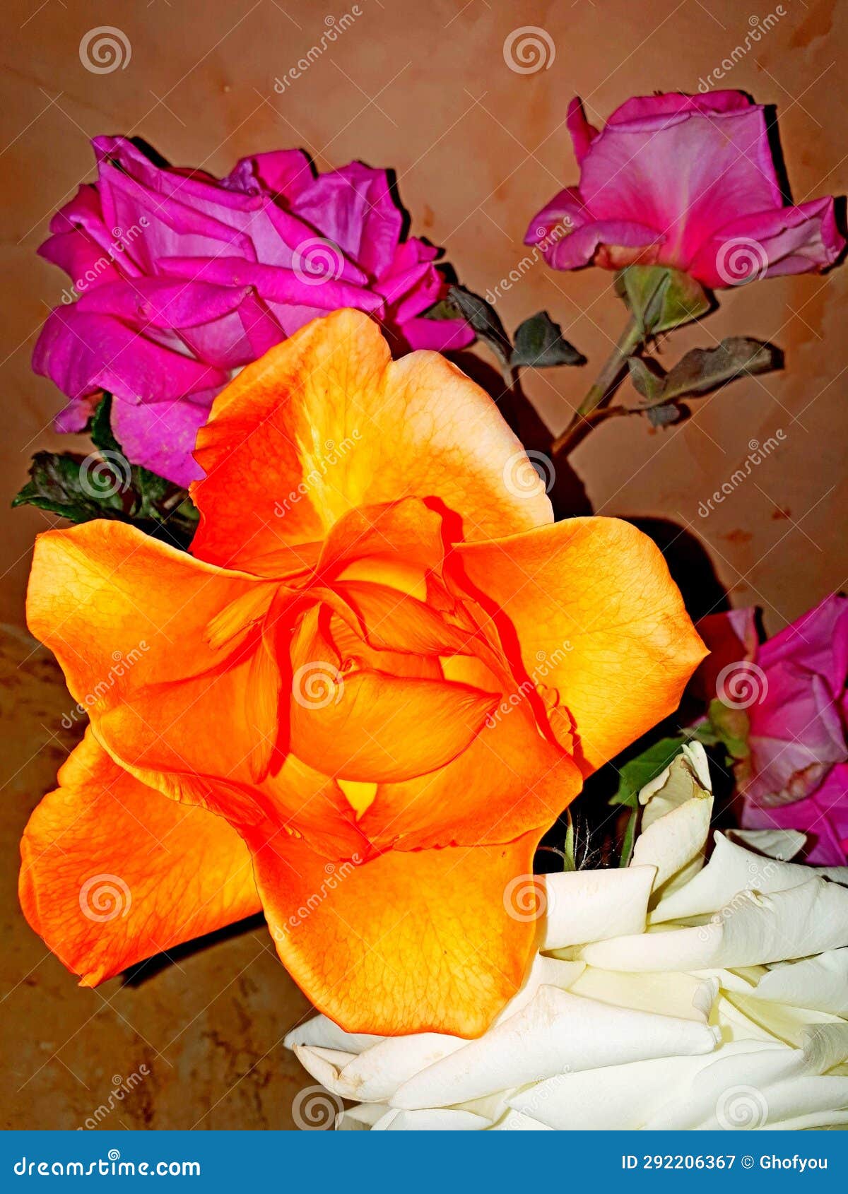 Roses in different colors stock image. Image of bouquet - 292206367