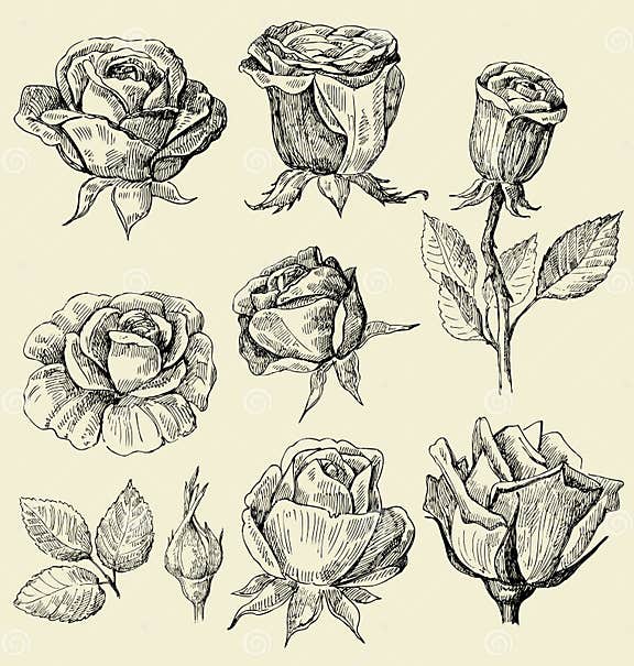 Roses doodles set stock vector. Illustration of floral - 24786463