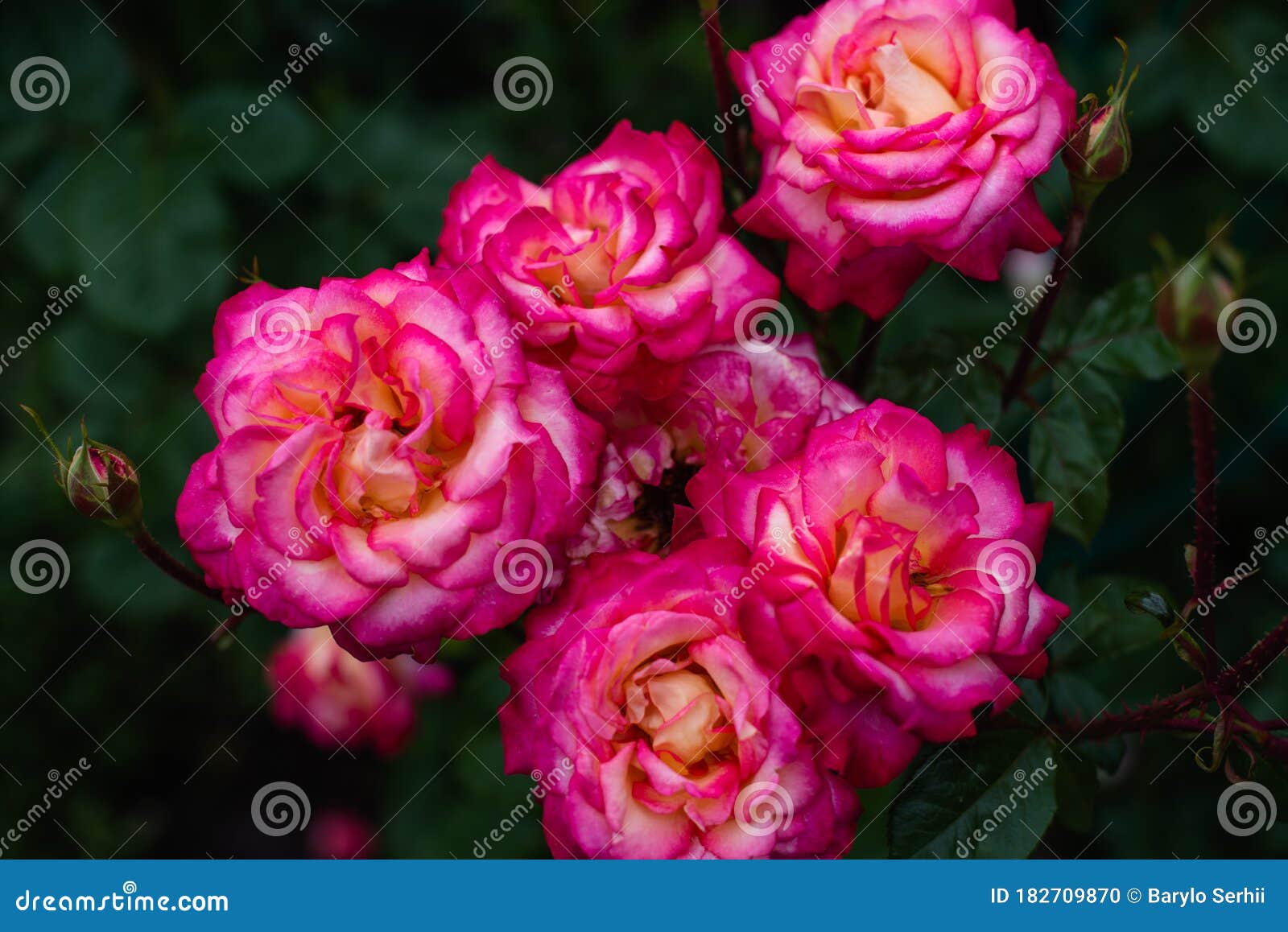 Roses Dramatic Toning. Background of Rose Bushes Stock Photo - Image of ...