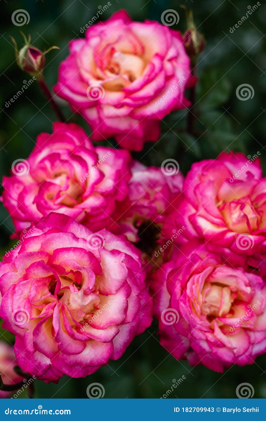Roses Dramatic Toning. Background of Rose Bushes Stock Image - Image of ...