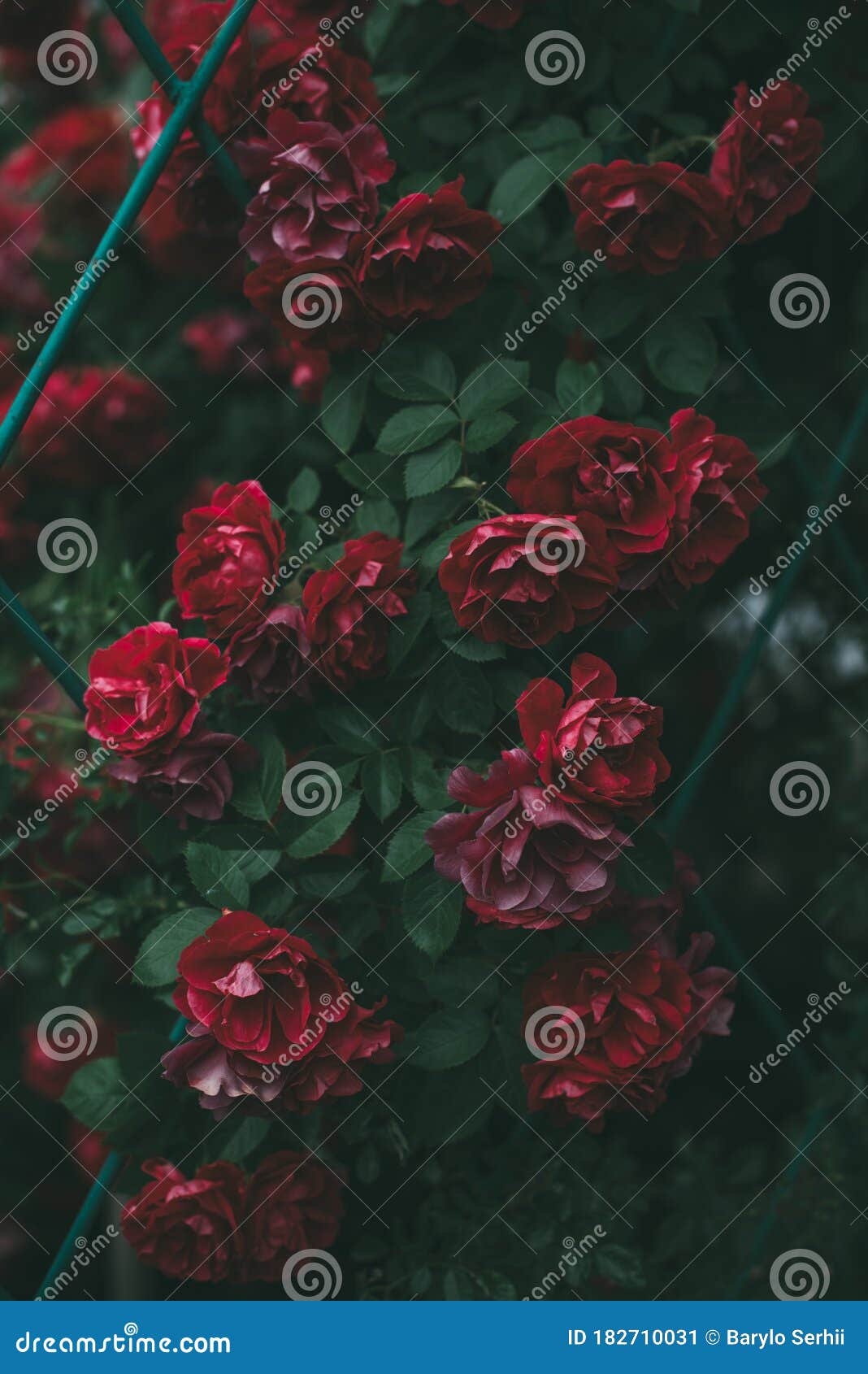 Roses Dramatic Toning. Background of Rose Bushes Stock Image - Image of ...