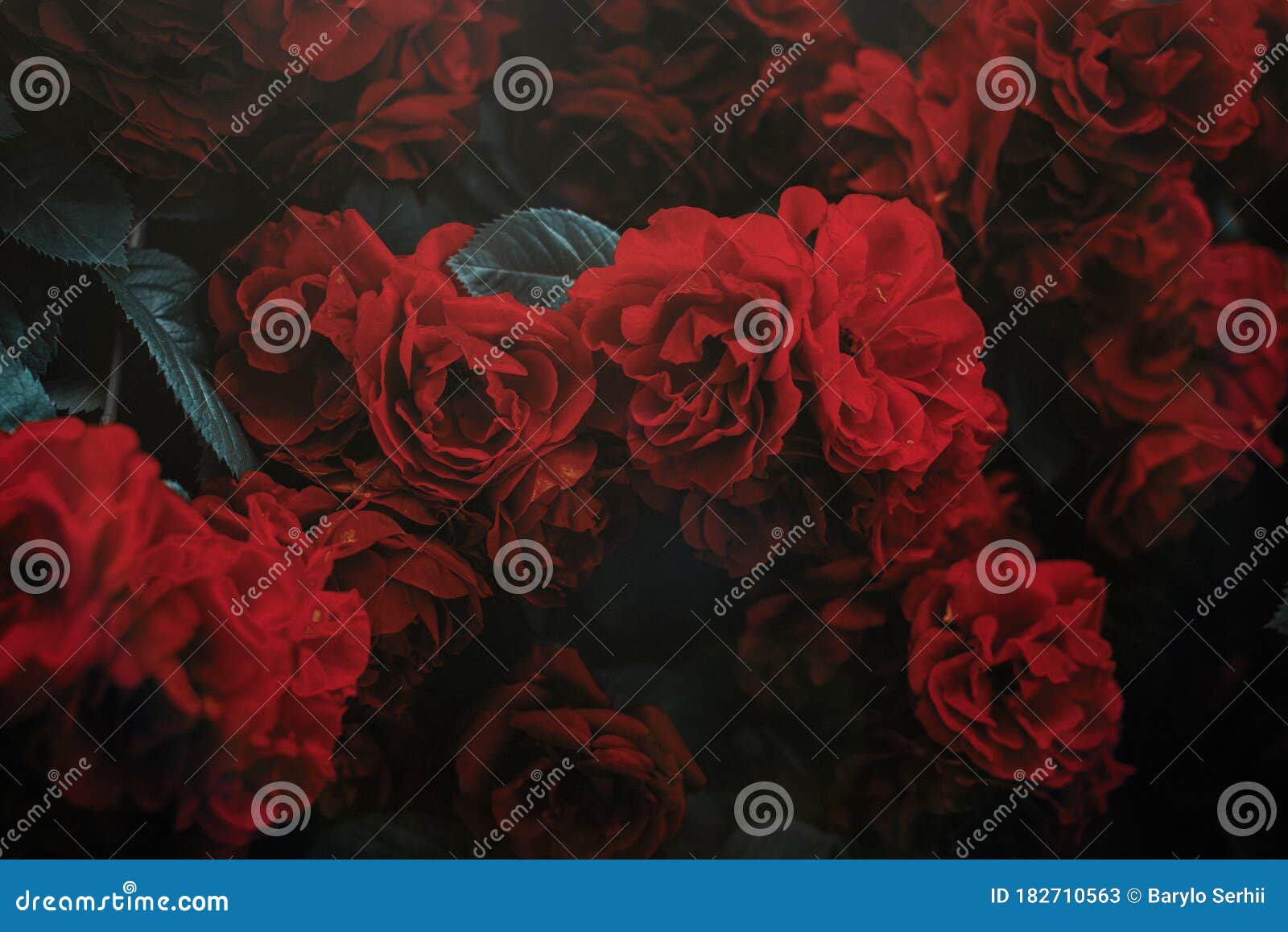 Roses Dramatic Toning. Background of Rose Bushes Stock Image - Image of ...