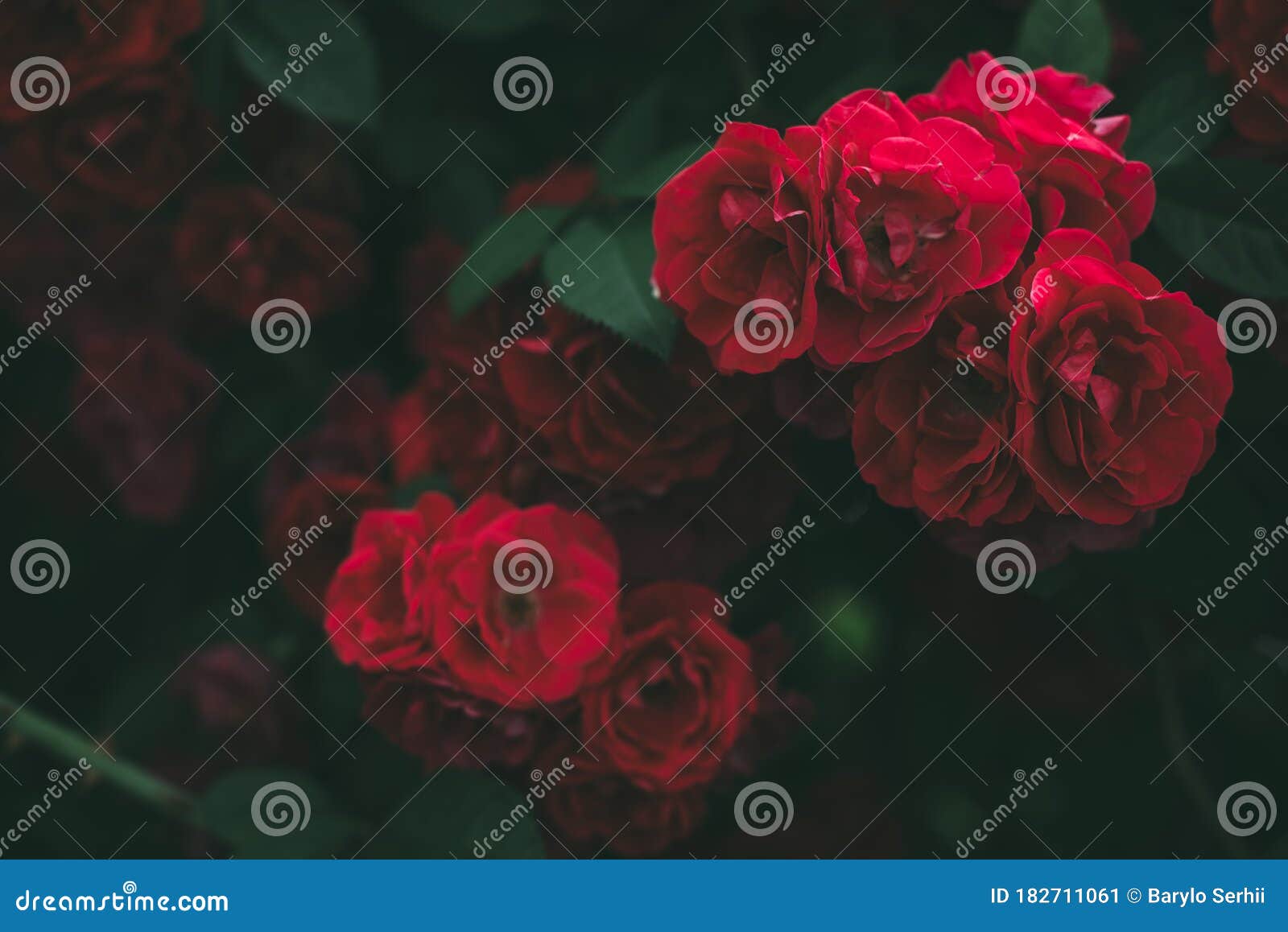 Roses Dramatic Toning. Background of Rose Bushes Stock Image - Image of ...