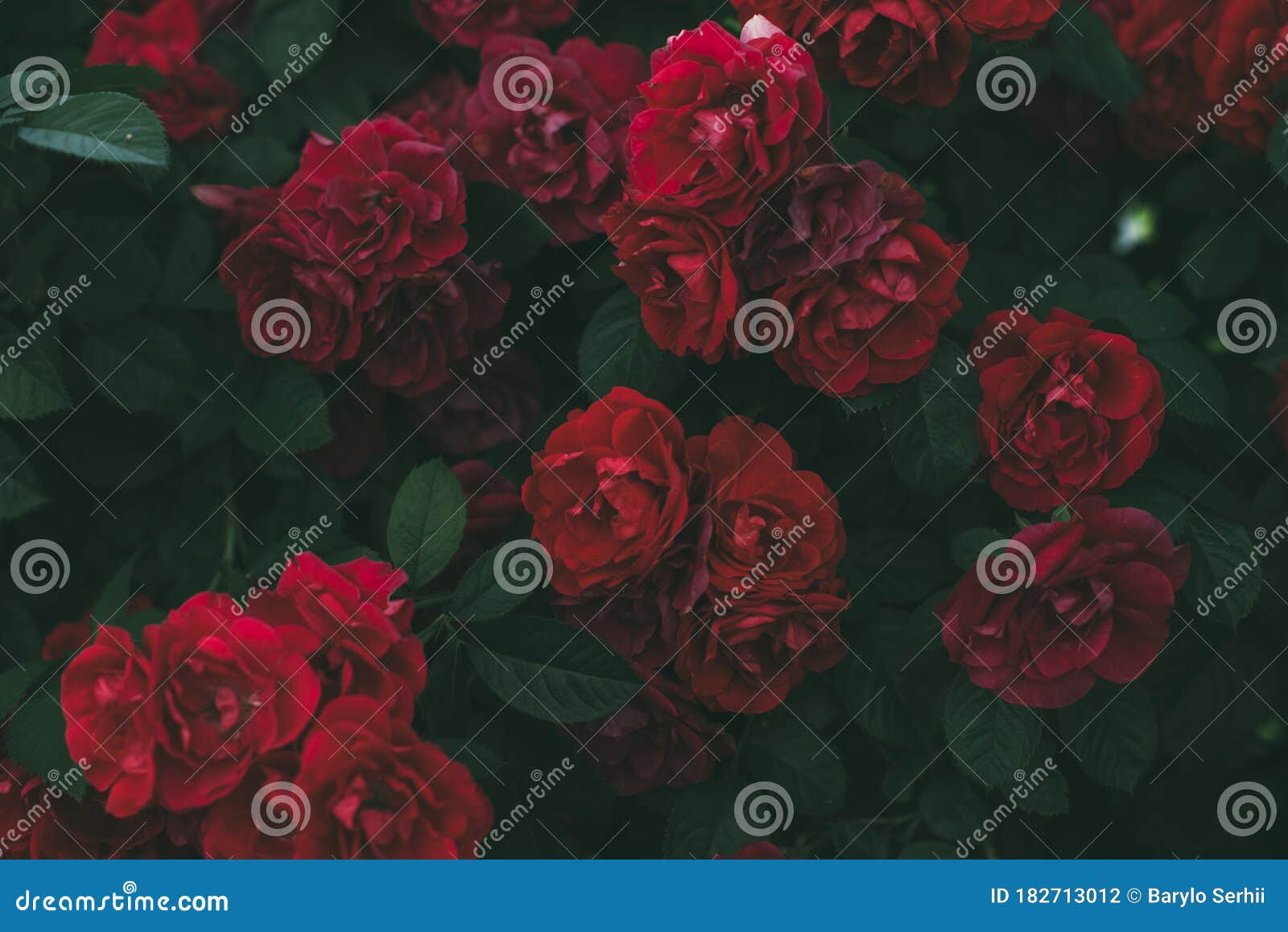 Roses Dramatic Toning. Background of Rose Bushes Stock Photo - Image of ...