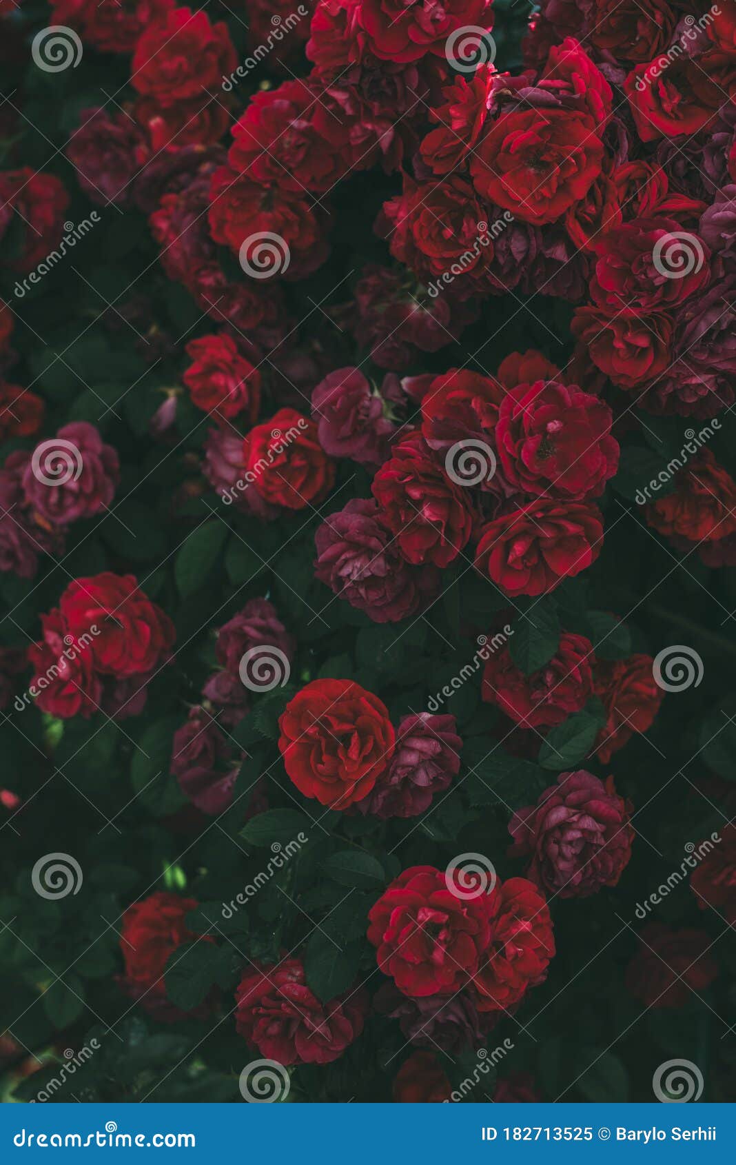Roses Dramatic Toning. Background of Rose Bushes Stock Image - Image of ...
