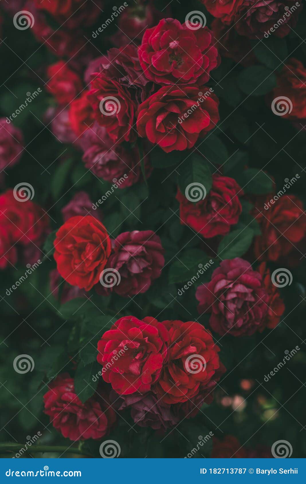 Roses Dramatic Toning. Background of Rose Bushes Stock Image - Image of ...