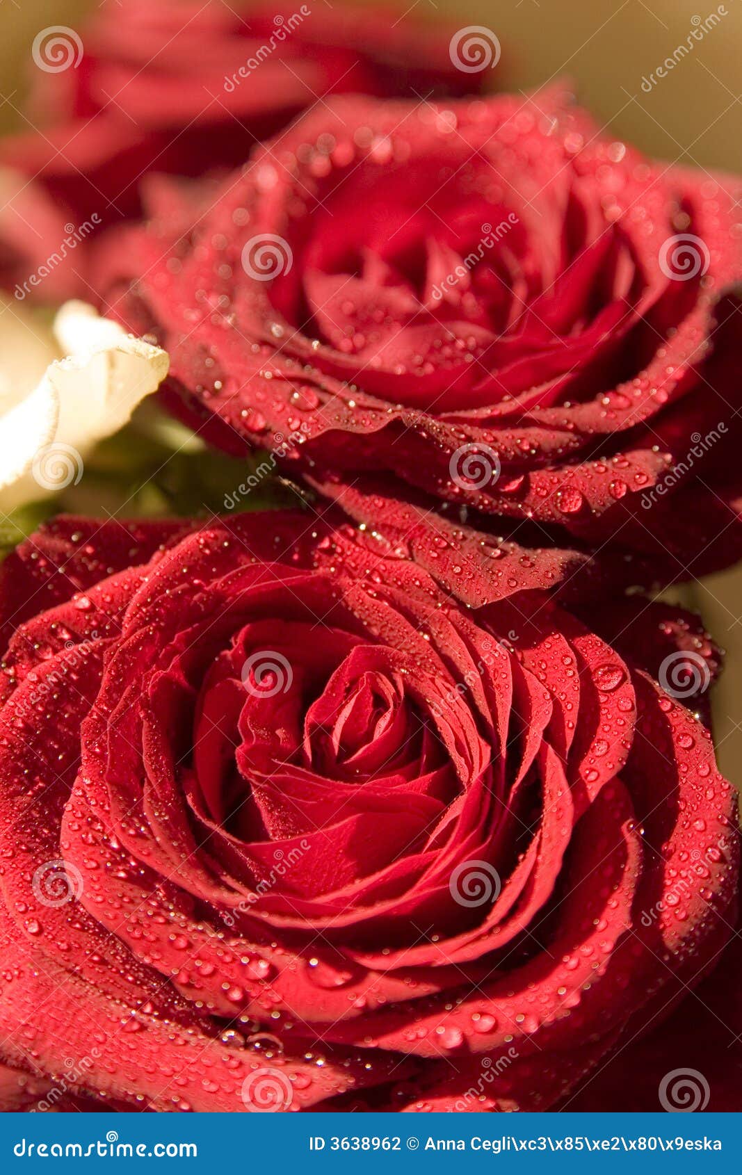 Roses with drops of water stock photo. Image of pair, drops - 3638962