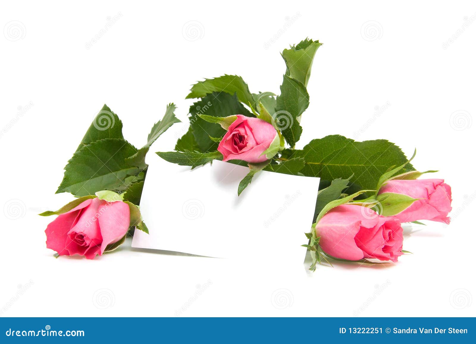 Roses and empty card stock image. Image of thorns, flora - 13222251