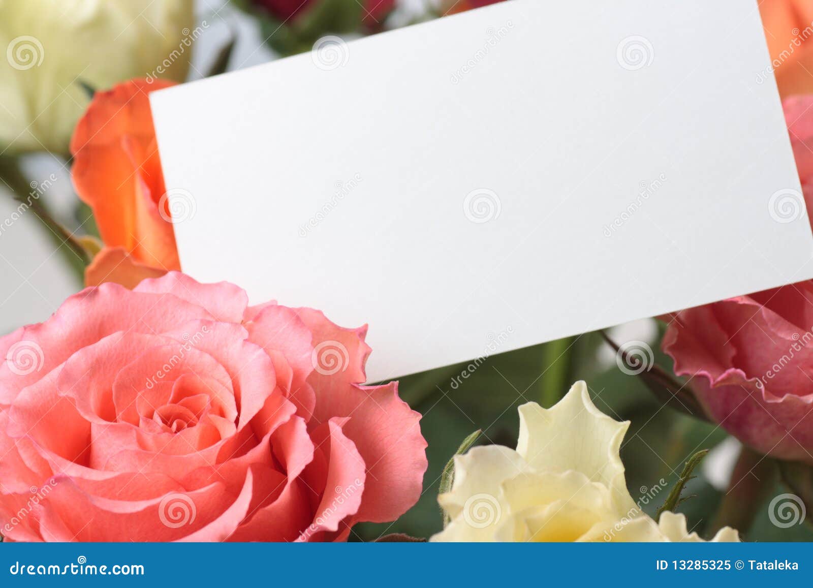Roses with an empty card stock image. Image of wavy, petals - 13285325