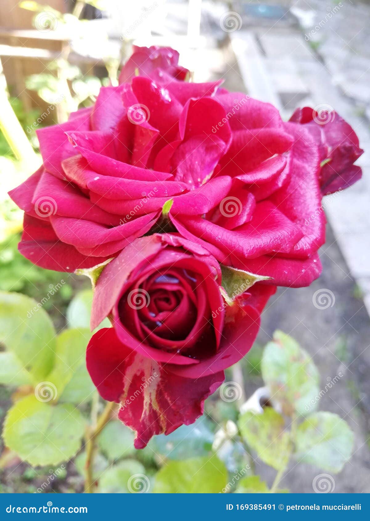 Roses en velours rouge image stock. Image du fleurs - 169385491
