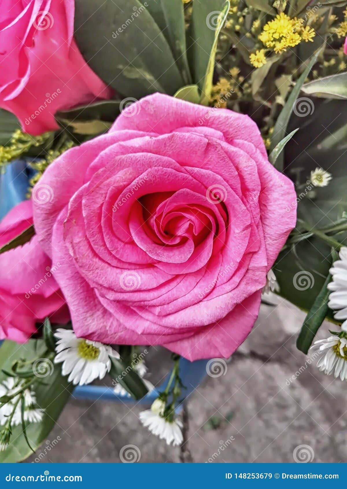 Roses of equator stock image. Image of beautiful, roses - 148253679