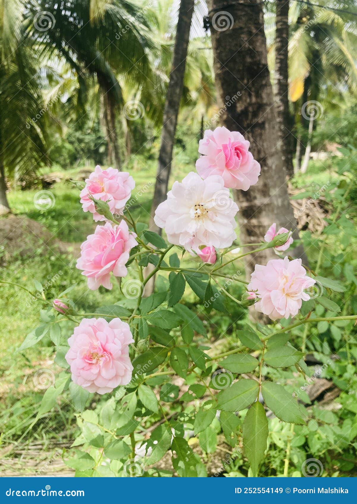 Roses in Sri Lanka Add Beauty To the Nature Stock Image - Image of ...