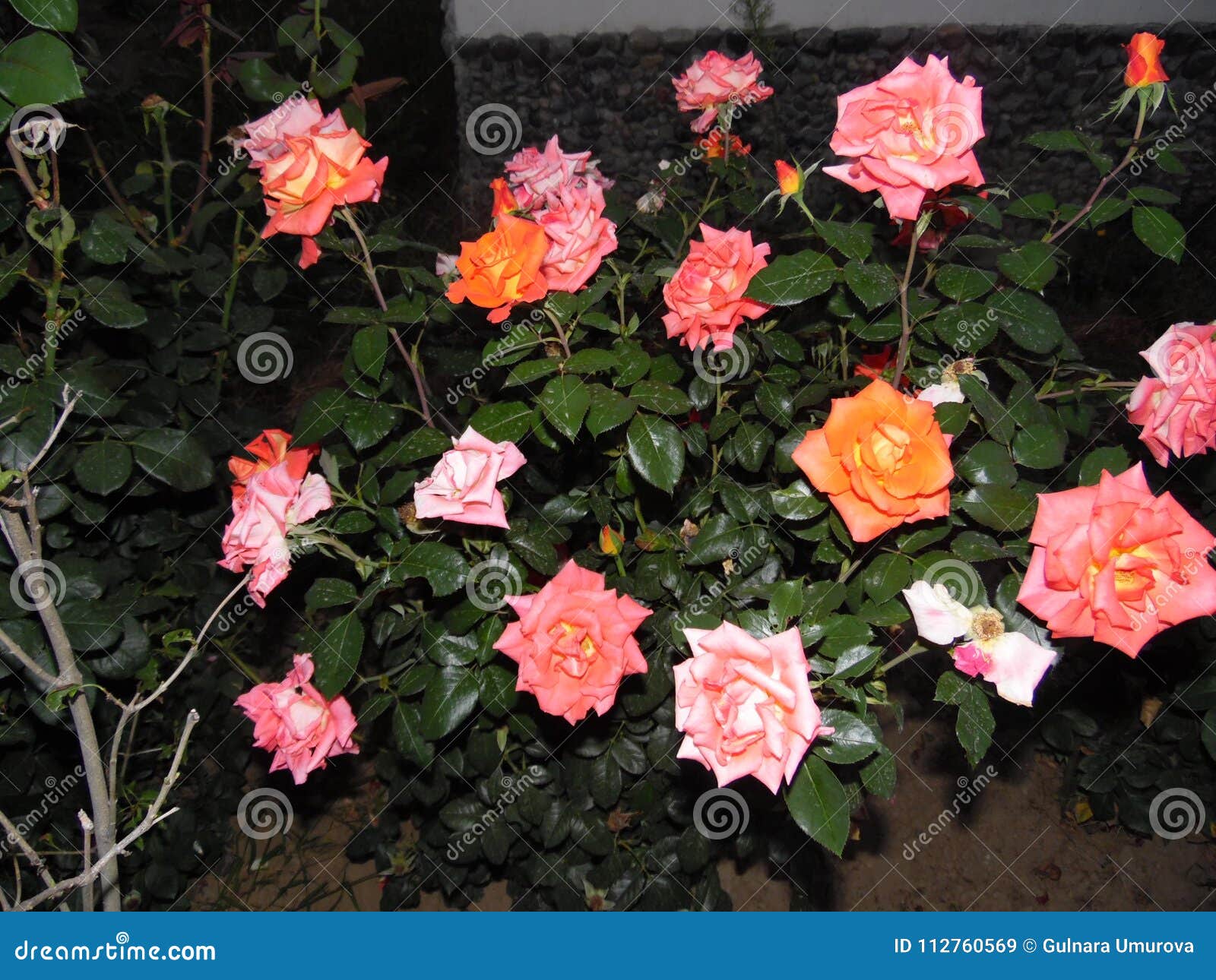 Beautiful roses in my yard stock image. Image of roses - 112760569