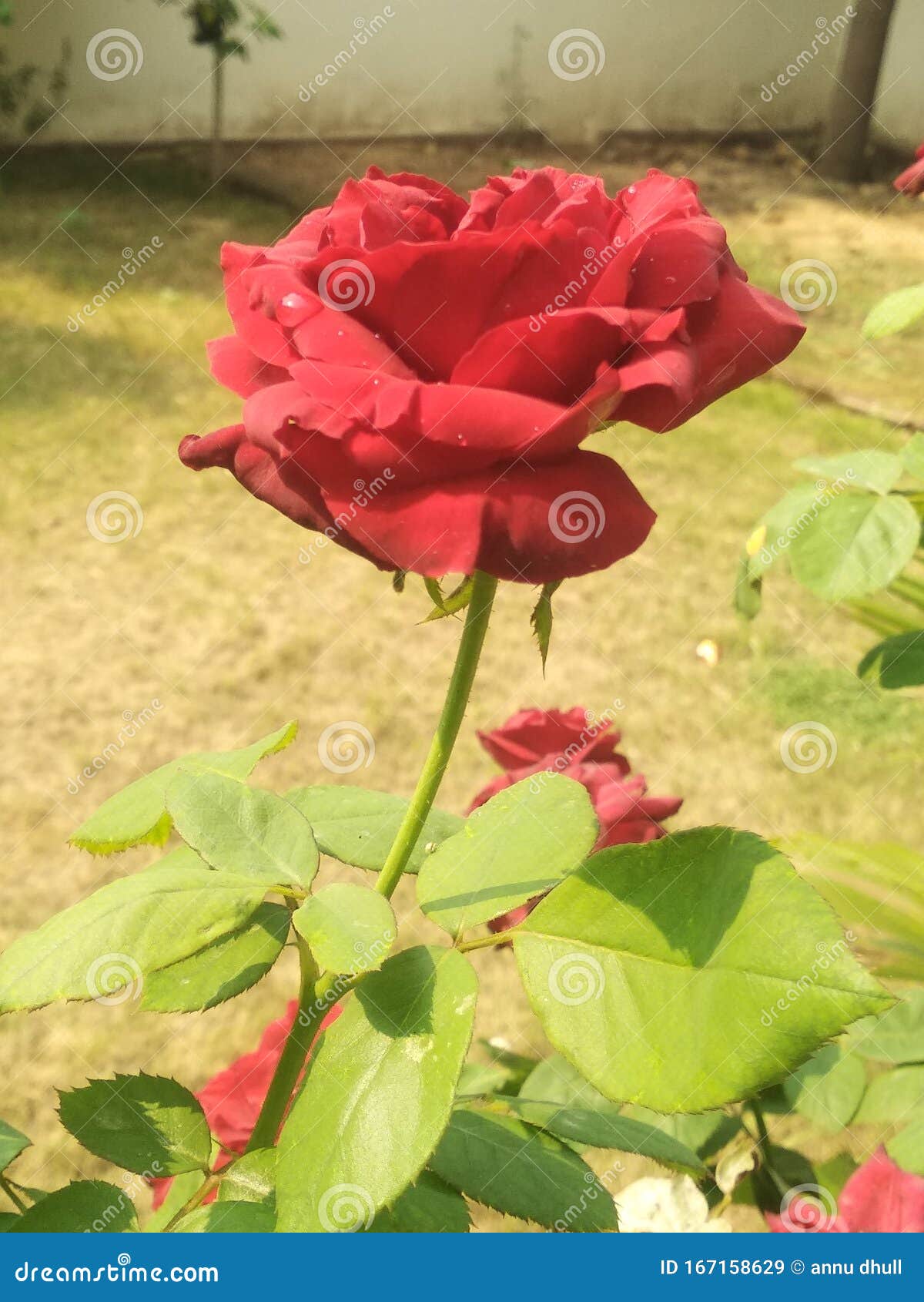 Roses are Ever Time Capturing Partner Stock Image - Image of sunshine ...