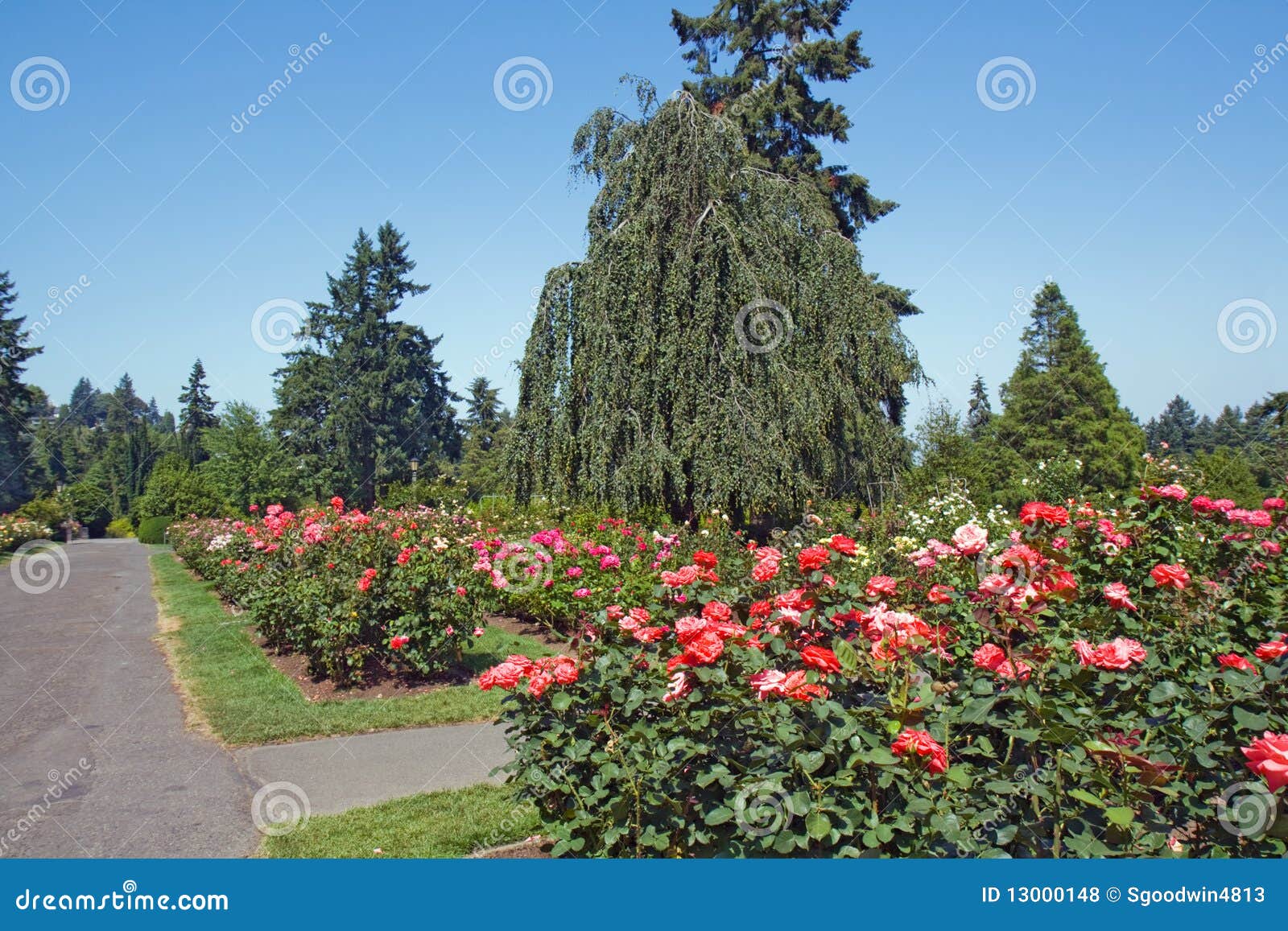 Roses, Evergreens and Asphalt Path Stock Photo - Image of foliage ...