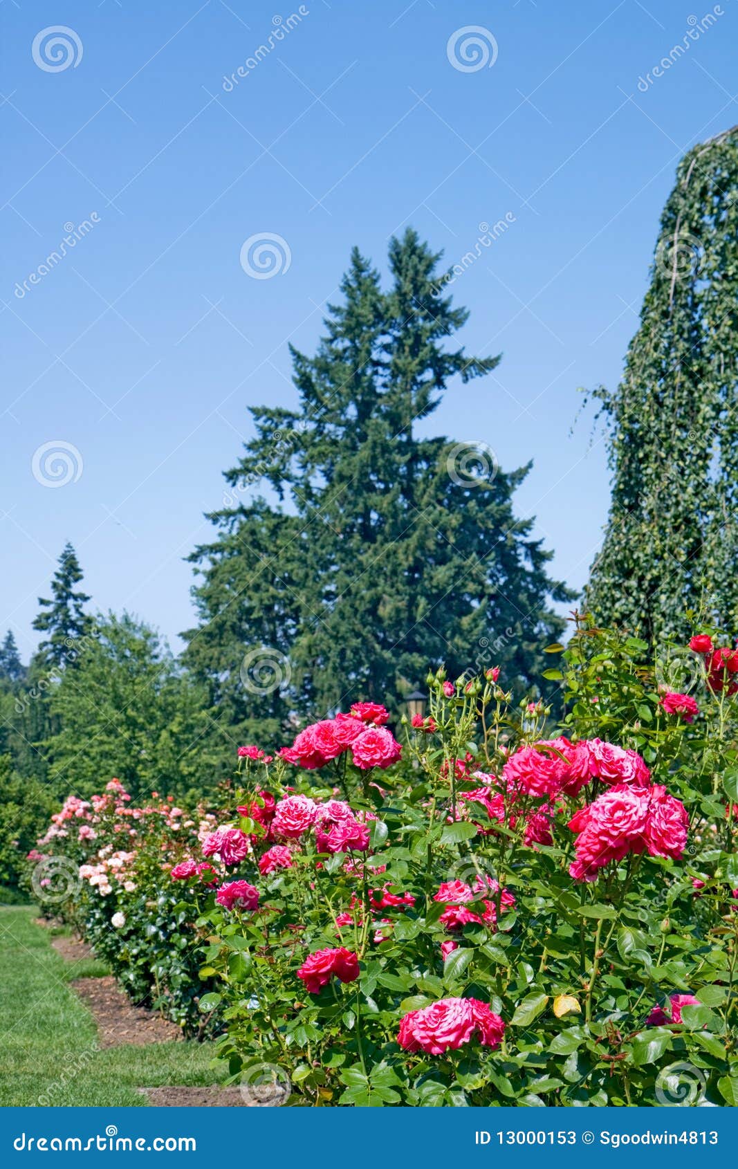 Roses and Evergreens Vertical Stock Image - Image of beauty, flower ...