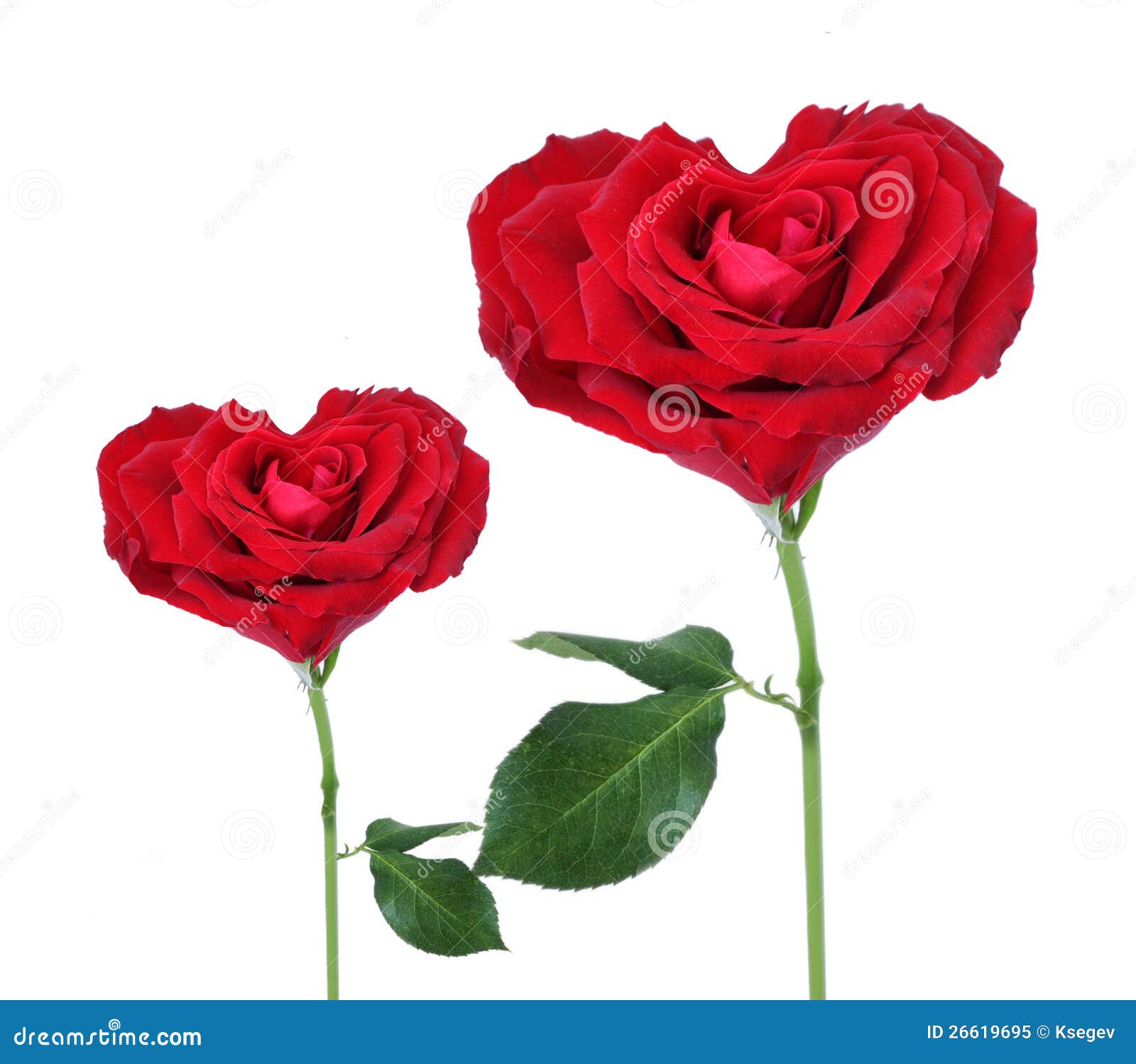 Roses family concept stock image. Image of love, childhood - 26619695