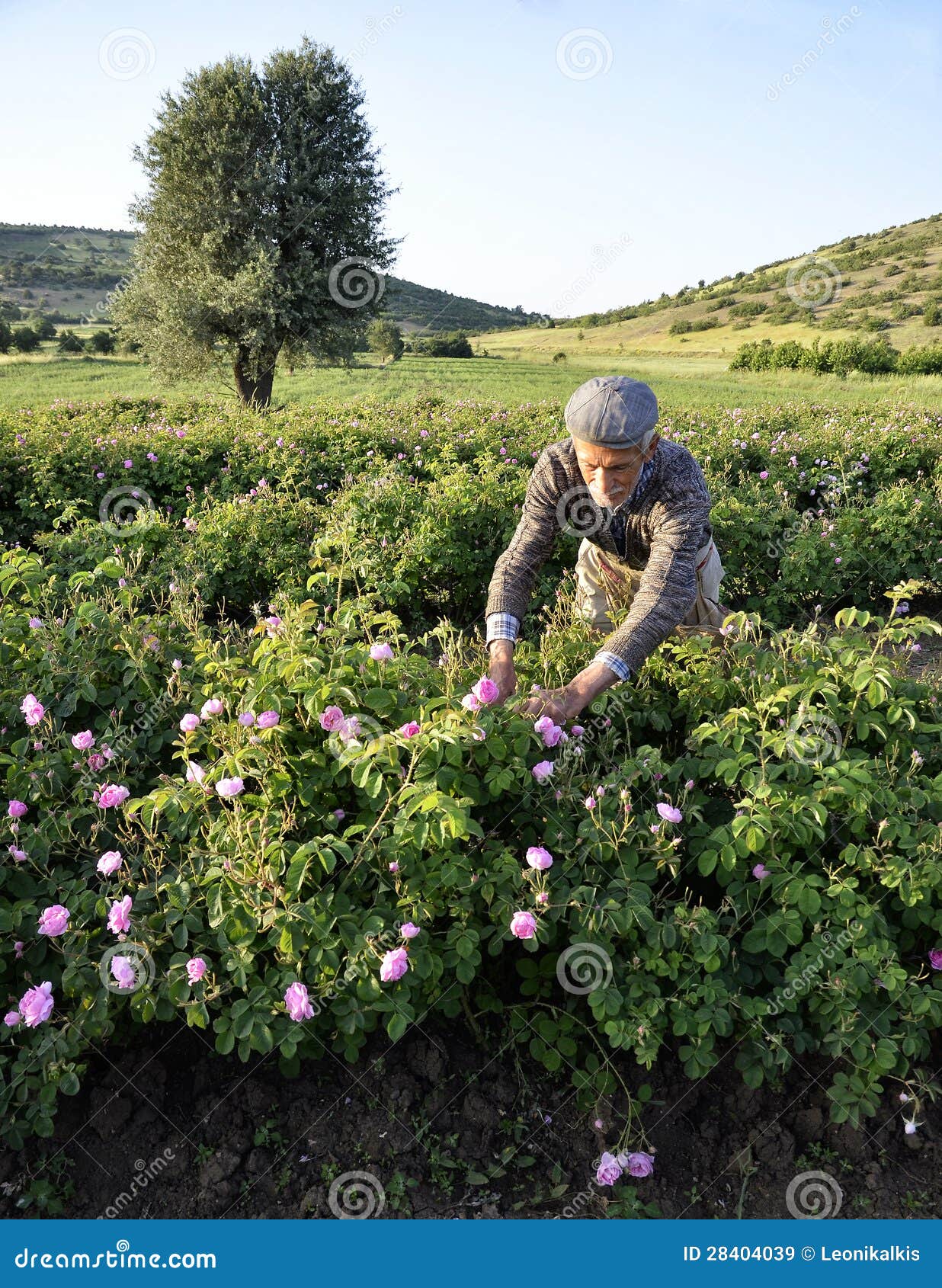 Roses farm worker editorial stock image. Image of garden - 28404039