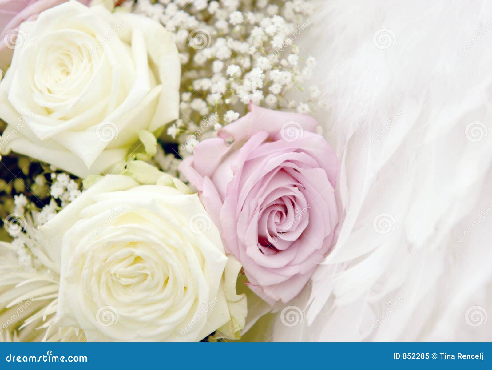 Roses and Feathers stock image. Image of petals, arrangement - 852285