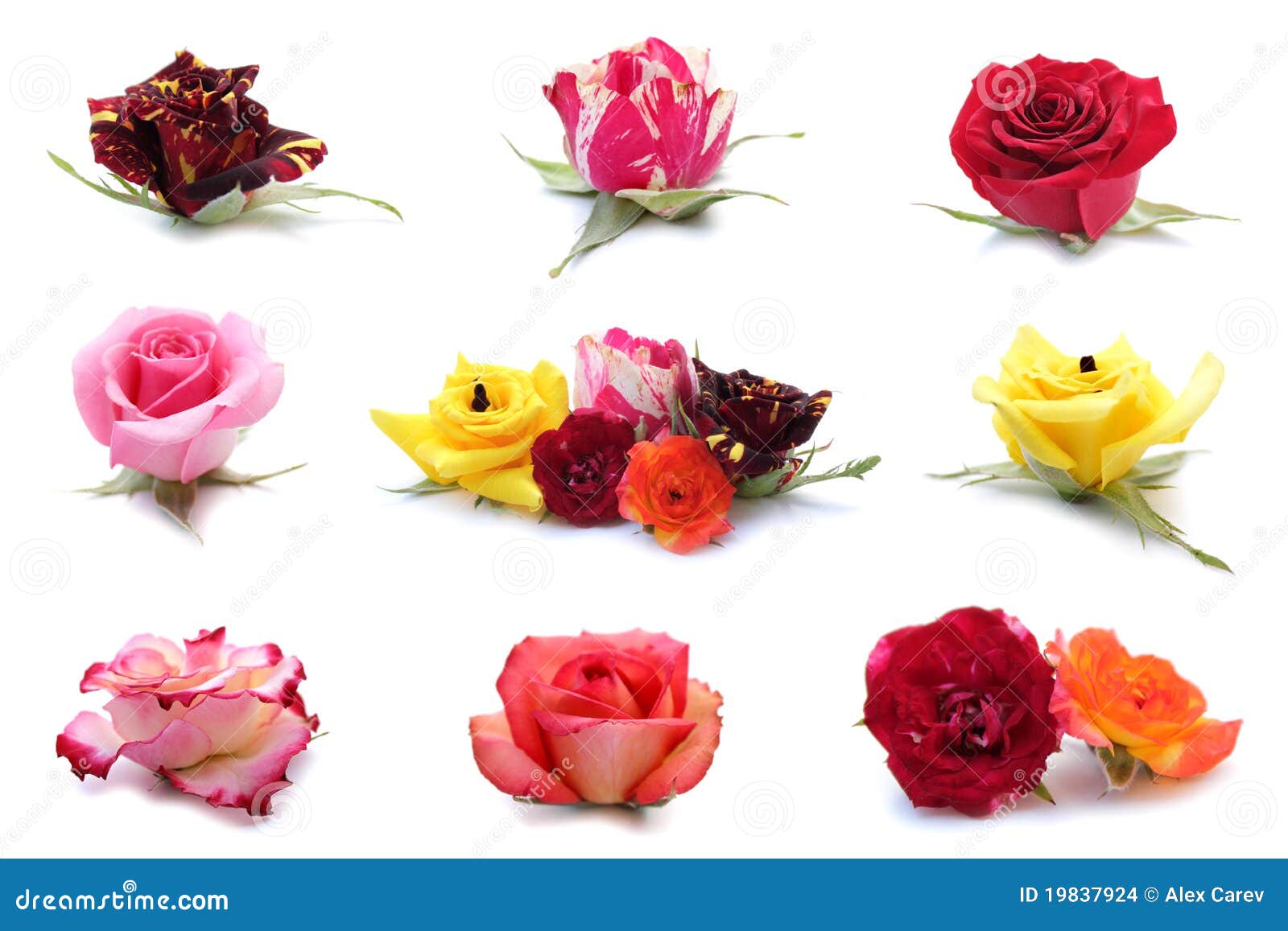 Roses, fleurs, Rose photo stock. Image du rose, fleur - 19837924