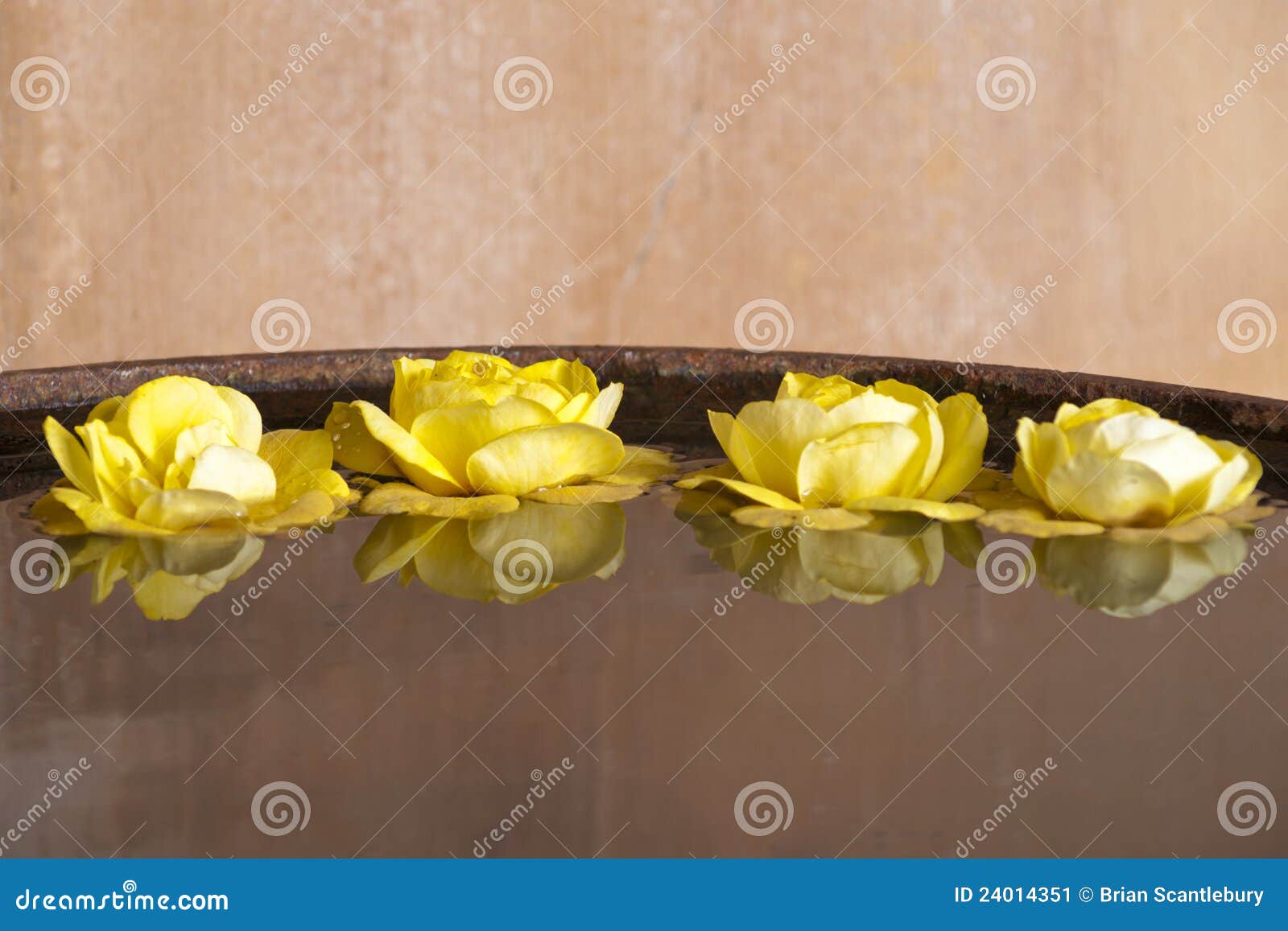 Roses floating. stock image. Image of petals, roses, three - 24014351
