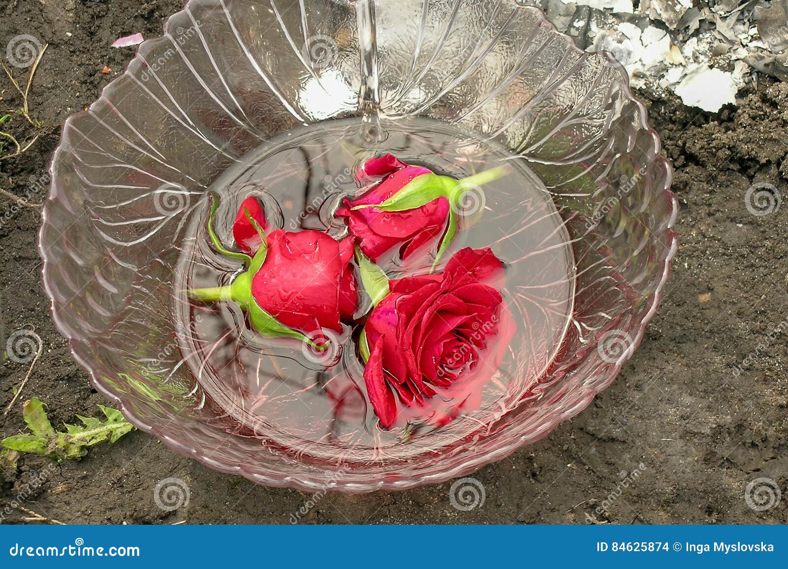 Roses Floating in Bowl Water Stock Photo - Image of bowl, background ...