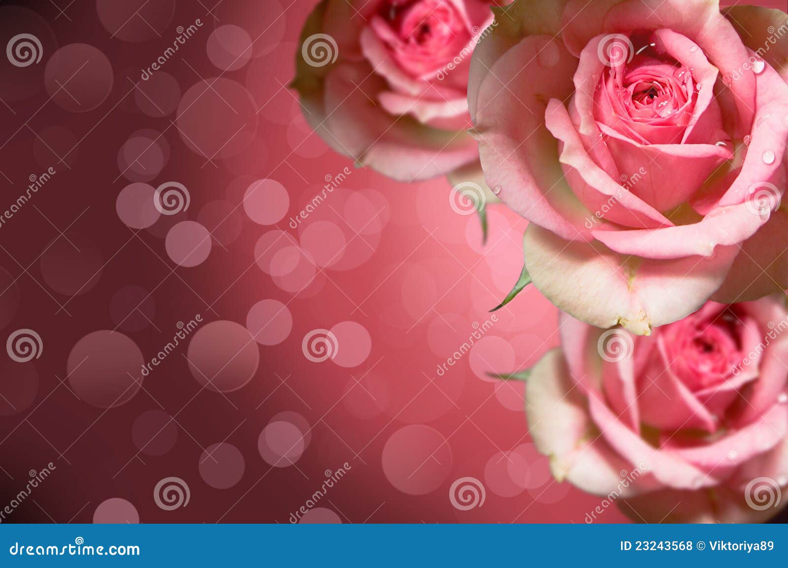Roses.floral design stock photo. Image of background - 23243568