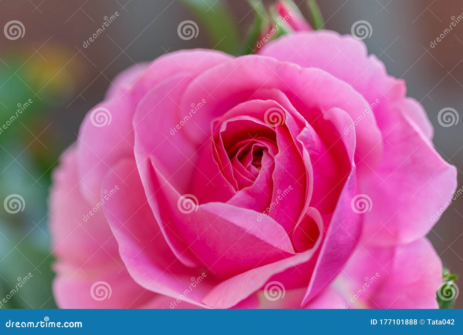 Pink Rose Flower Closeup in the Garden. Macro Stock Photo - Image of ...