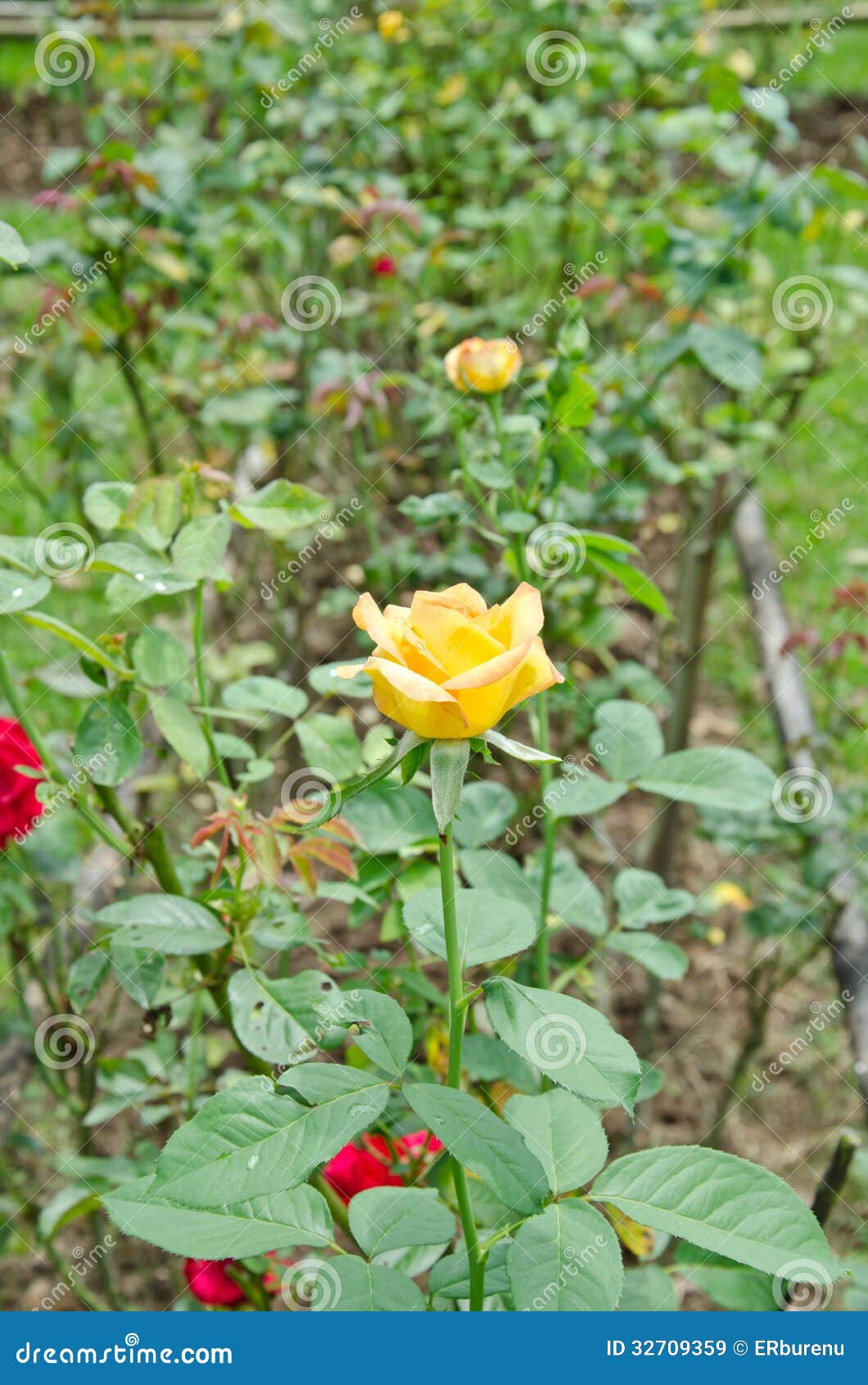 Roses in a flower farm stock image. Image of flower, yellow - 32709359