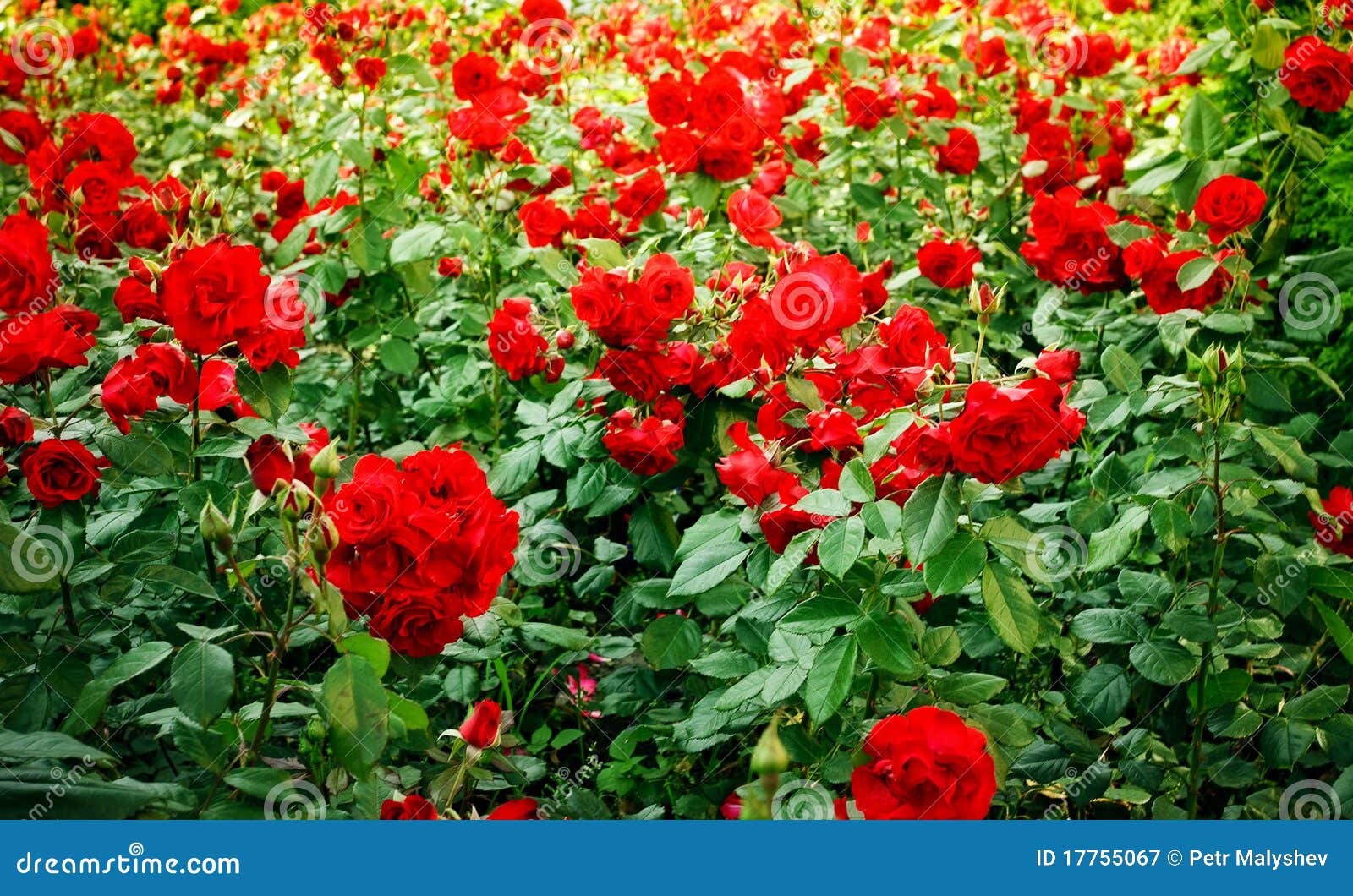 Roses flowerbed stock image. Image of large, bushes, beautiful - 17755067
