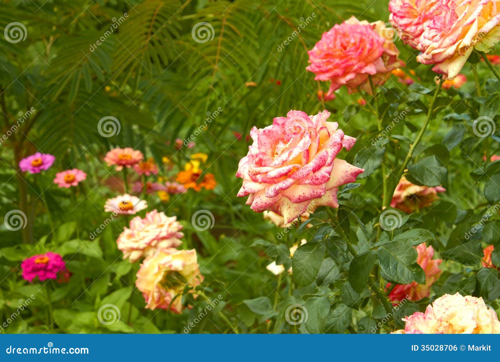 Roses in Flowerbed Close-up Stock Photo - Image of leaf, flowerbed ...