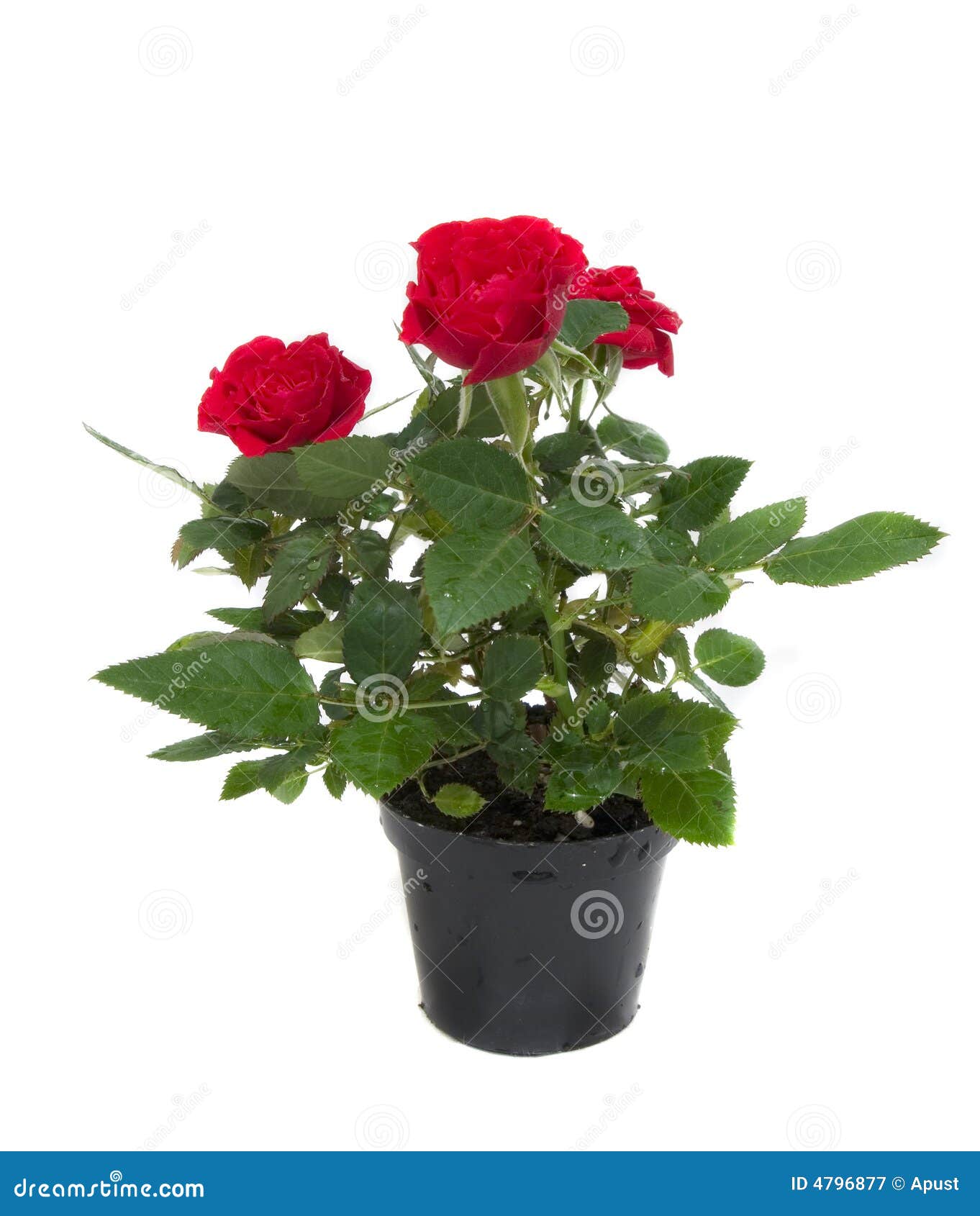 Roses in flowerpot stock image. Image of blossom, abstract - 4796877