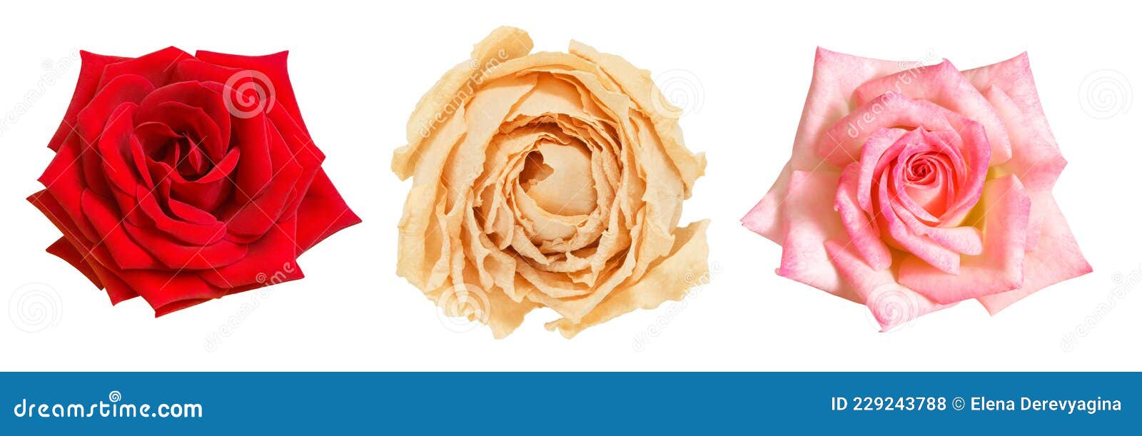 Roses Flowers, Set of Buds, Top View, Isolated on White Background ...