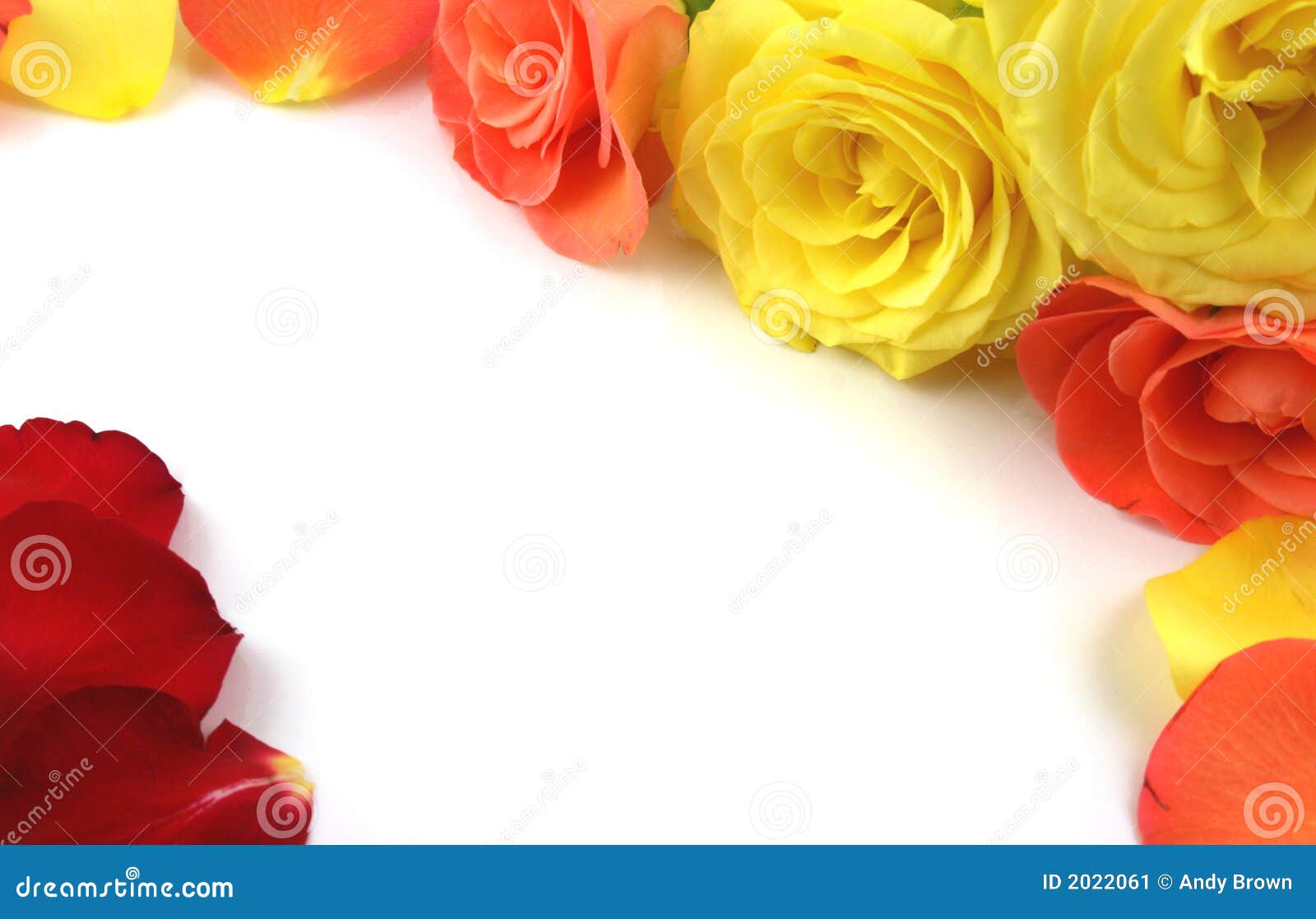 Roses forming a frame stock image. Image of flower, petals - 2022061