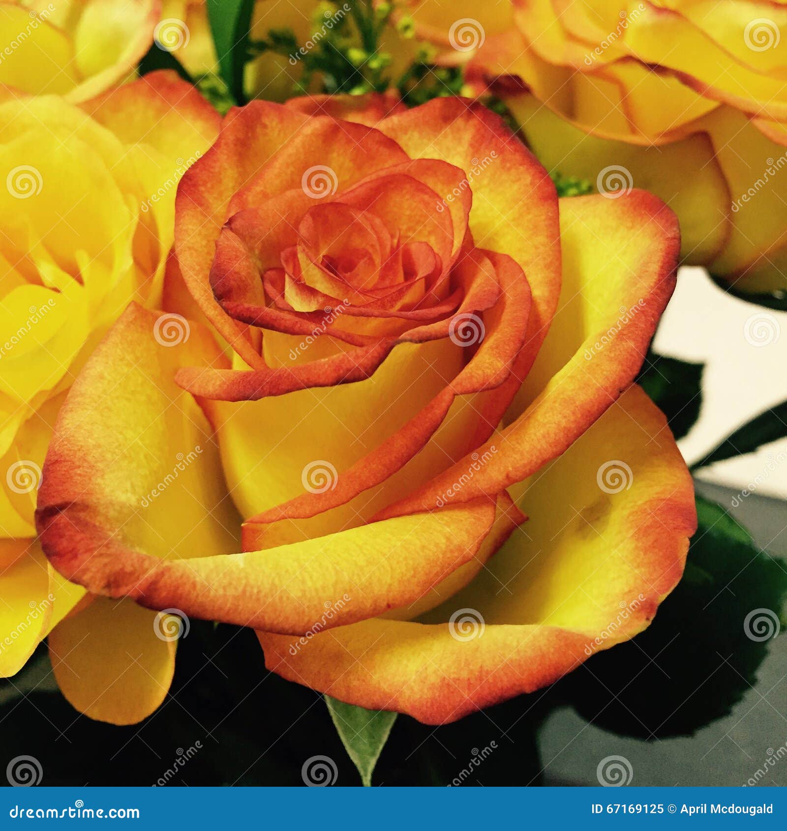 Roses for a friendship stock image. Image of friendship - 67169125