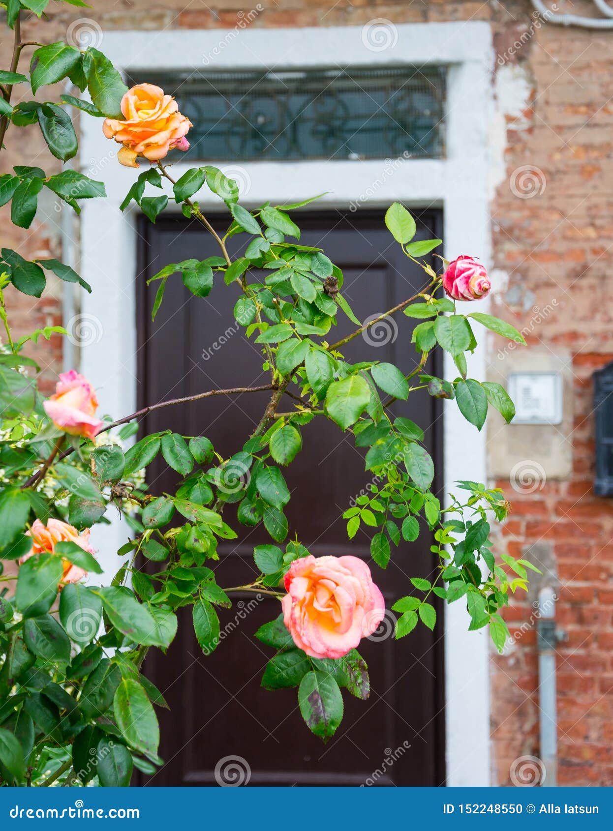 Roses in Front of the Door of a House in Venice, Italy Stock Photo ...