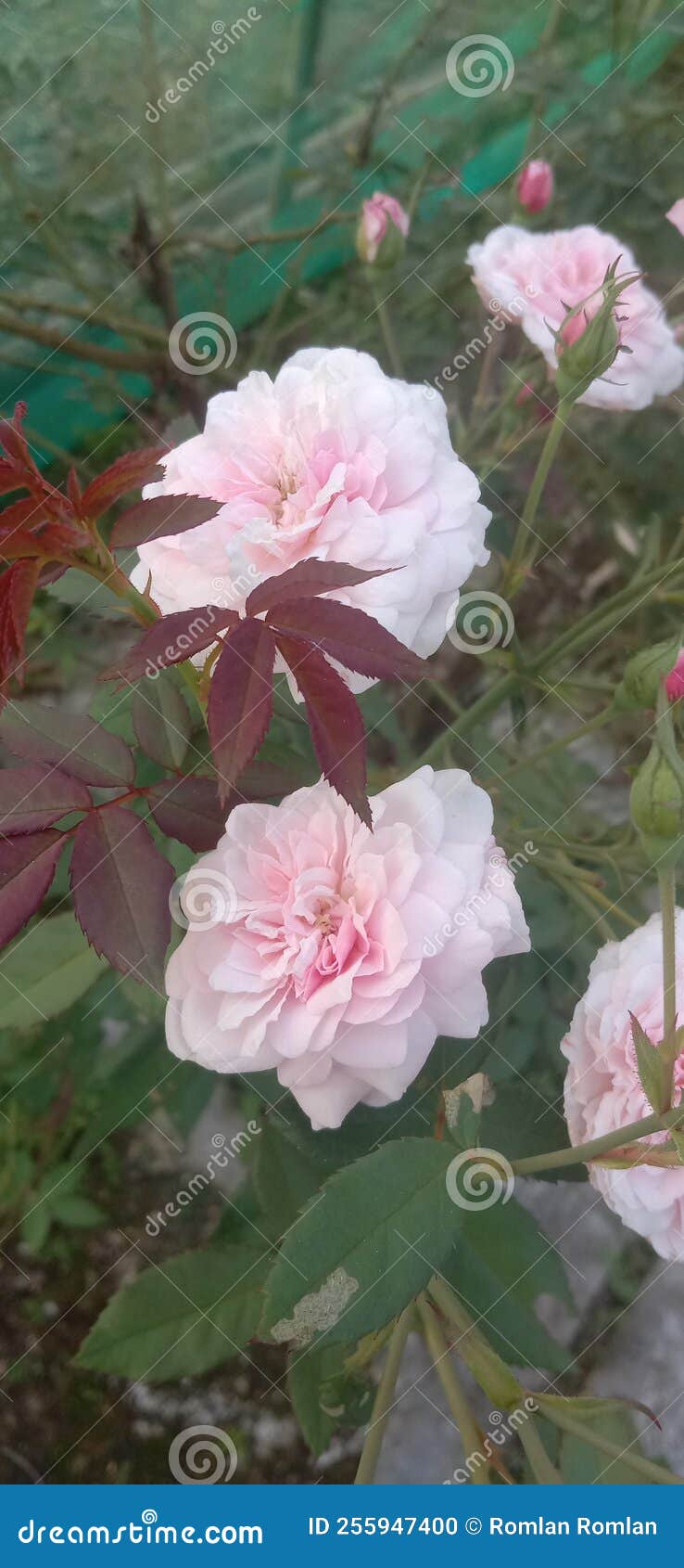 Roses in the Garden in Front of the House Stock Photo - Image of front ...