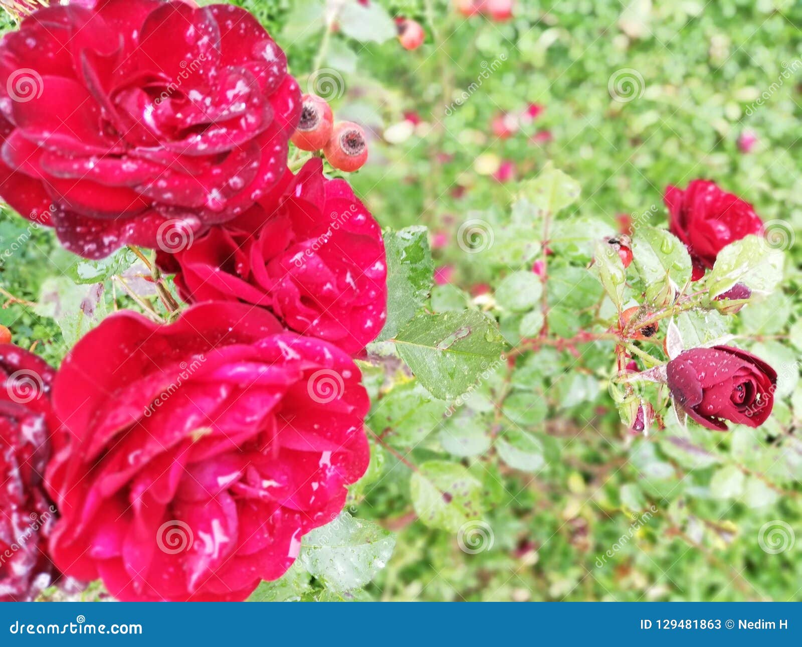 Roses and the rain again stock image. Image of roses - 129481863
