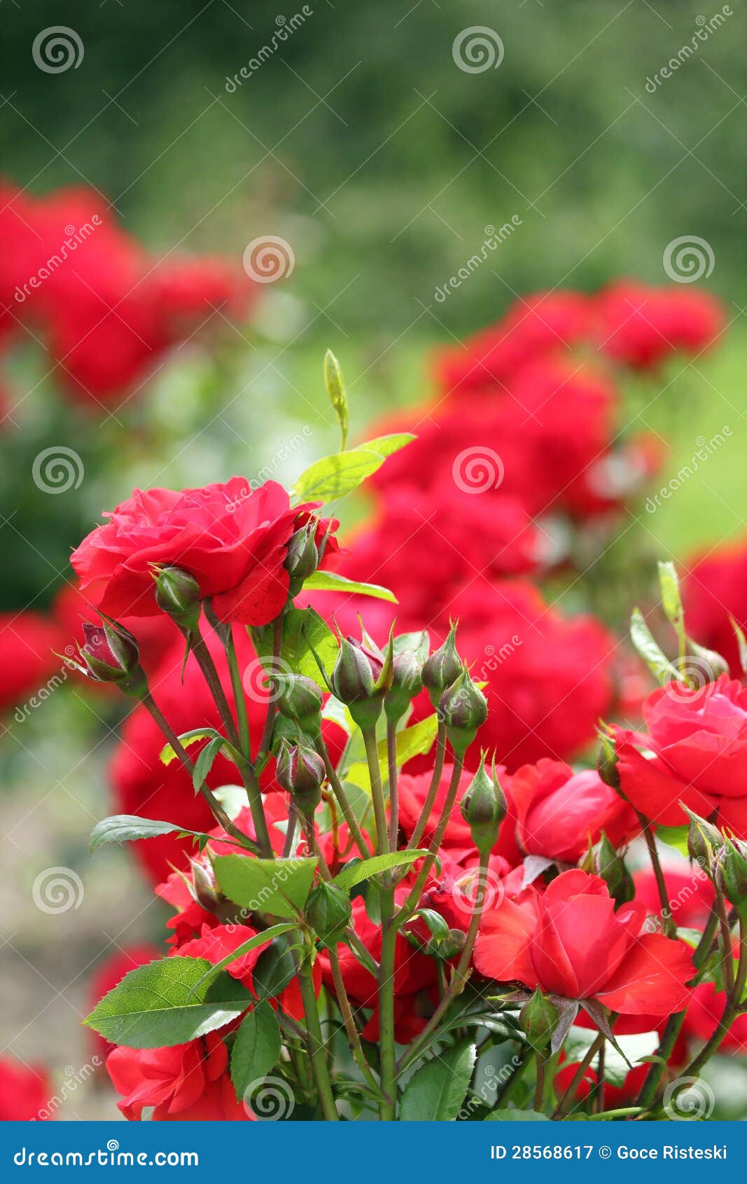 Roses garden spring scene stock image. Image of blossom - 28568617