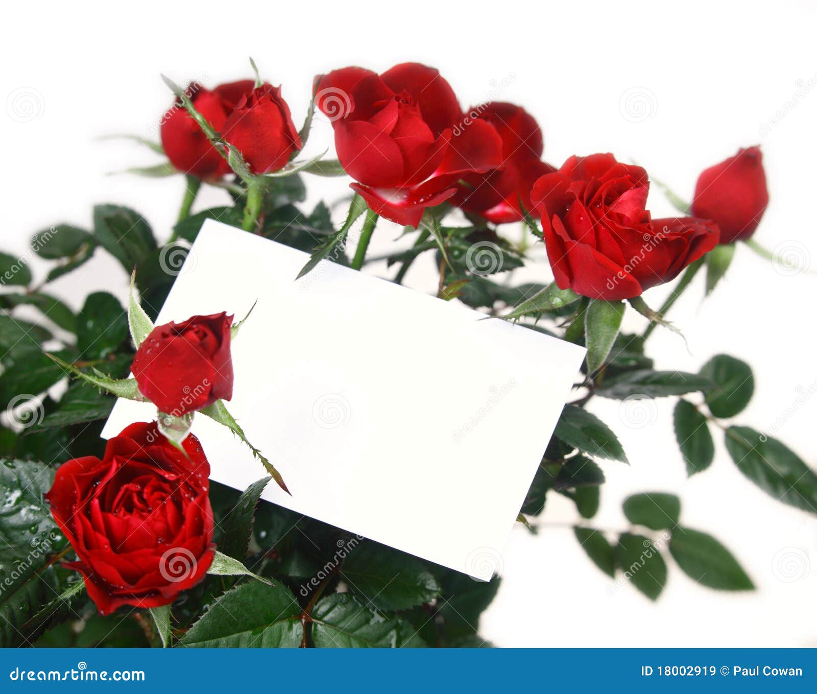 Roses and gift card stock image. Image of macro, love - 18002919