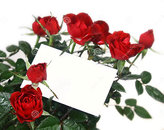 Roses and gift card stock image. Image of macro, love - 18002919