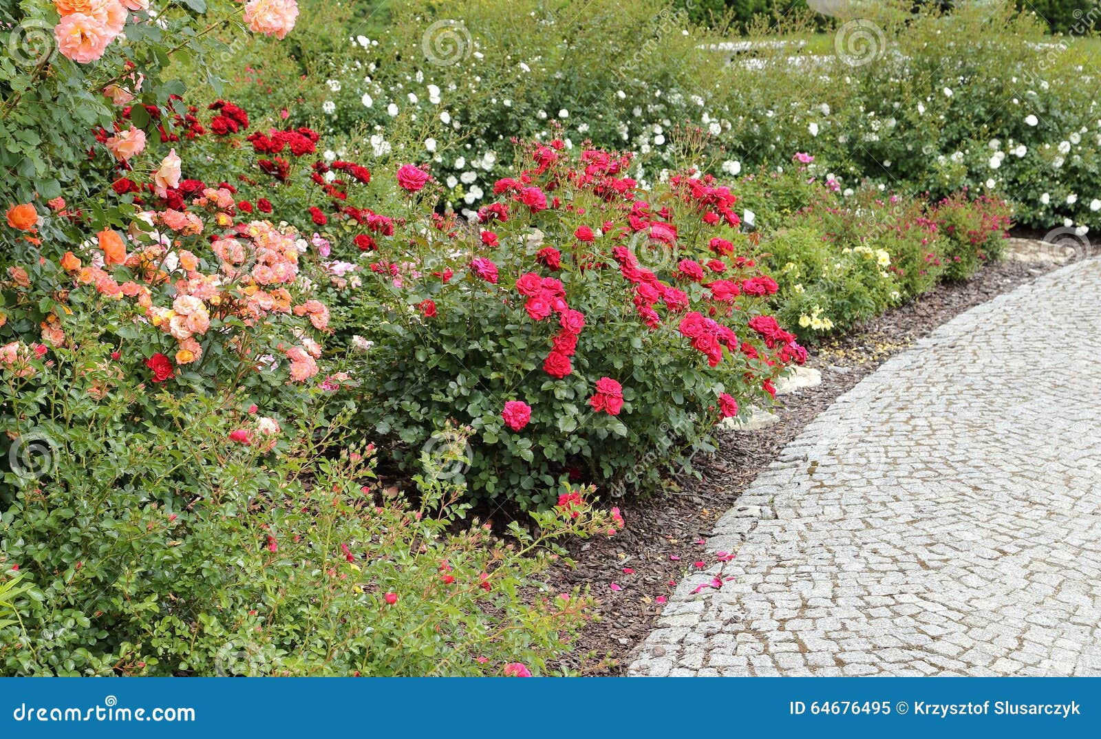 Roses. stock image. Image of path, rose, exterior, blooming - 64676495
