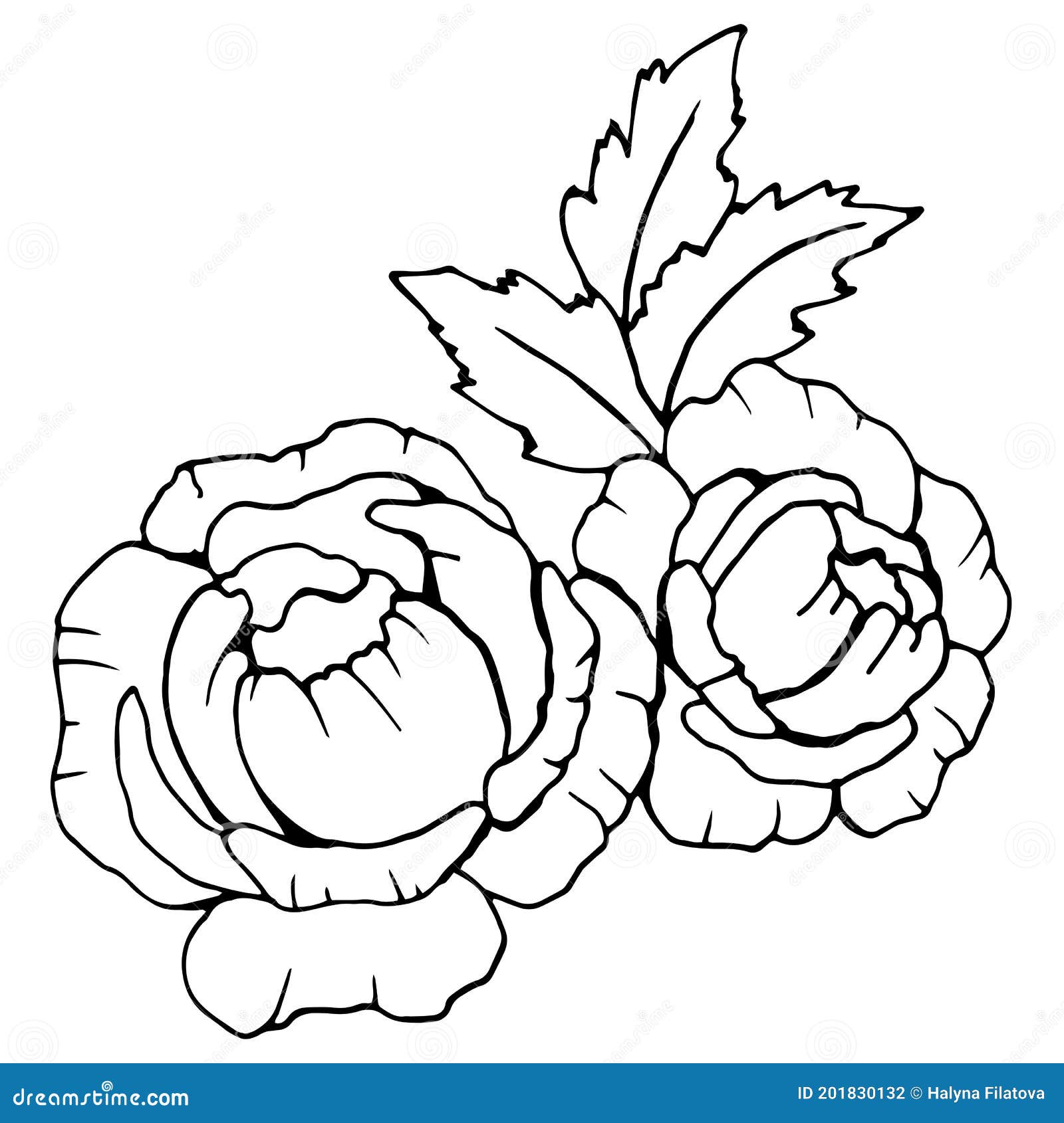 2131 Roses, Graphic Drawing, Composition with Roses and Leaves in Black ...