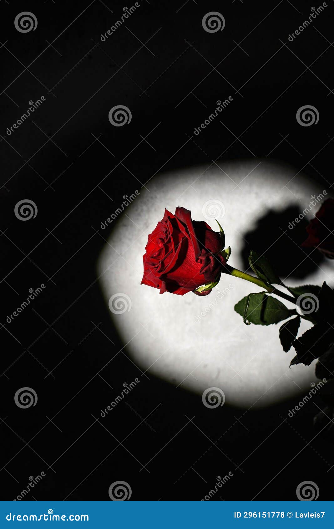 Roses on a Gray Background with a Gobo Light Stock Photo - Image of ...