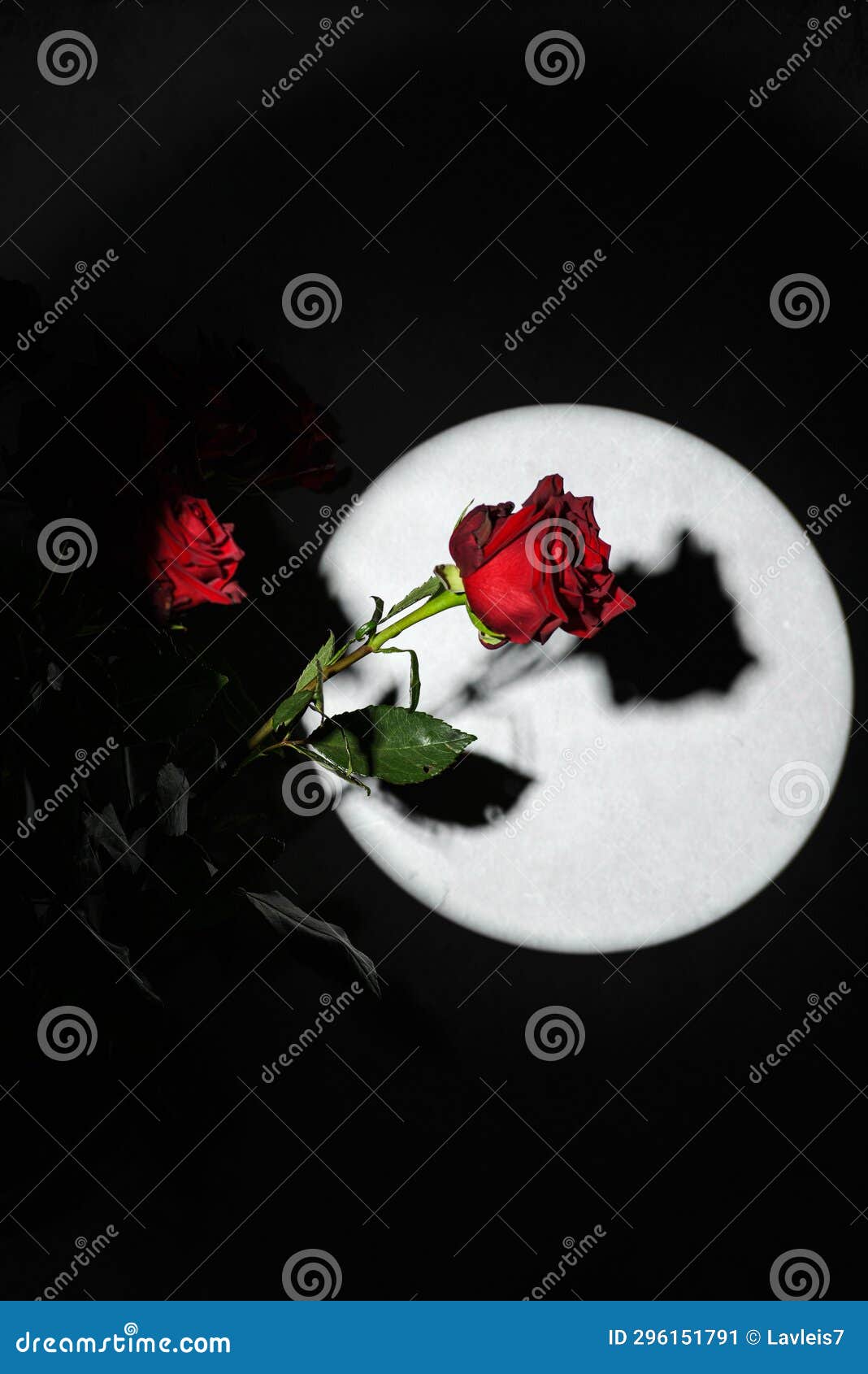 Roses on a Gray Background with a Gobo Light Stock Image - Image of ...