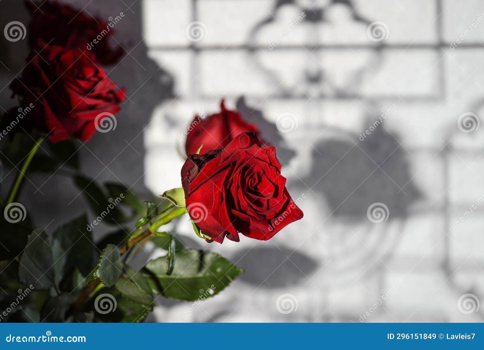 Roses on a Gray Background with a Gobo Light Stock Image - Image of ...