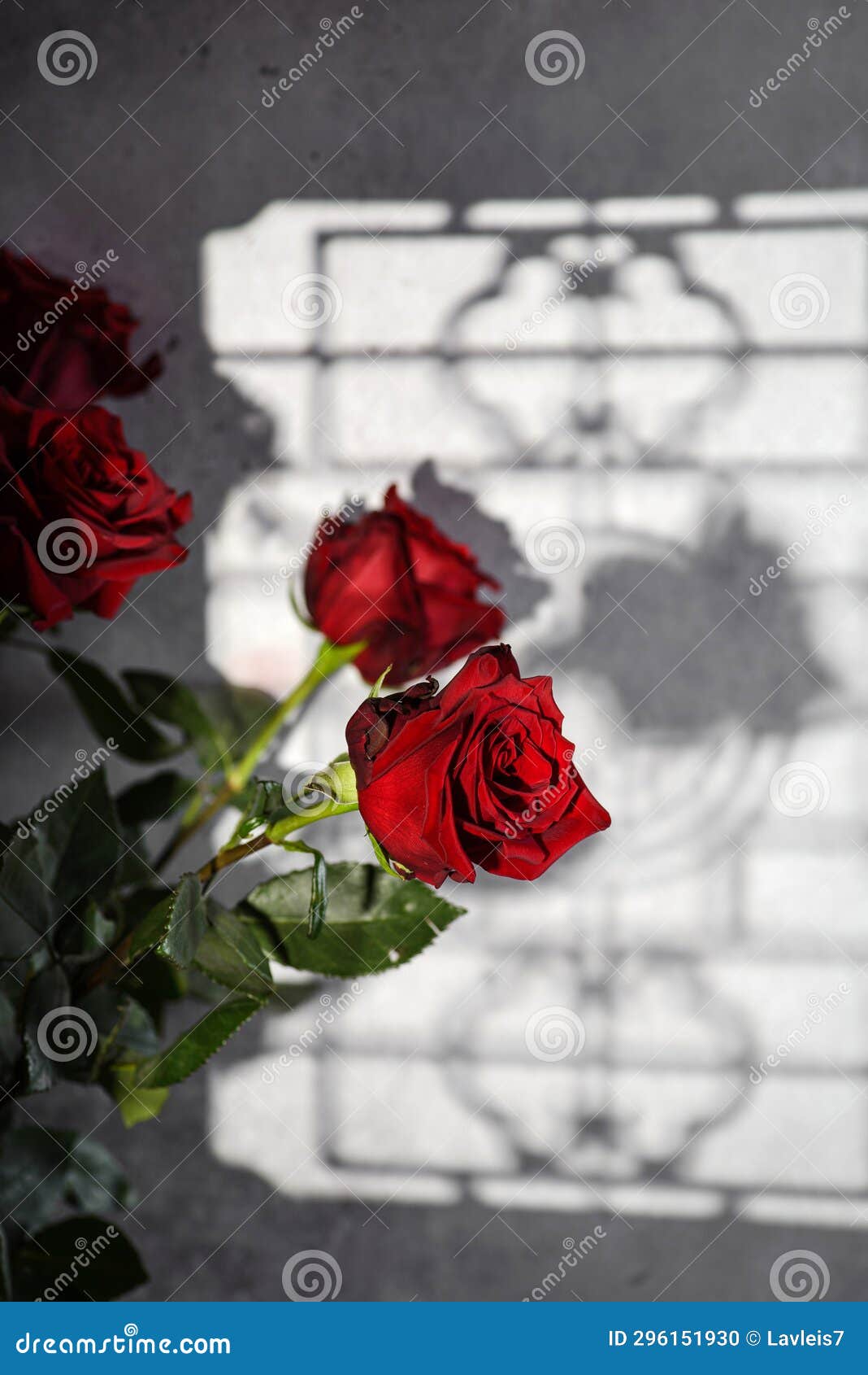 Roses on a Gray Background with a Gobo Light Stock Photo - Image of ...
