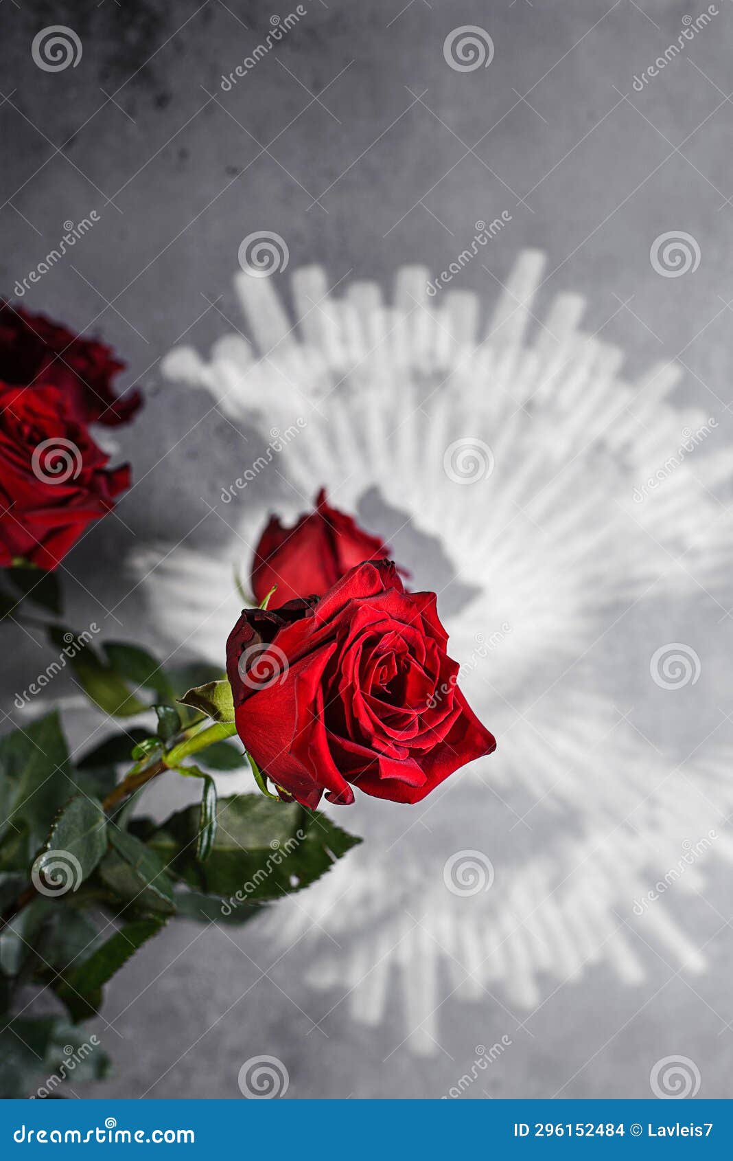 Roses on a Gray Background with a Gobo Light Stock Photo - Image of ...