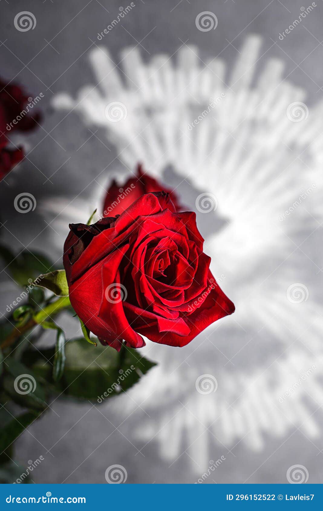Roses on a Gray Background with a Gobo Light Stock Photo - Image of ...